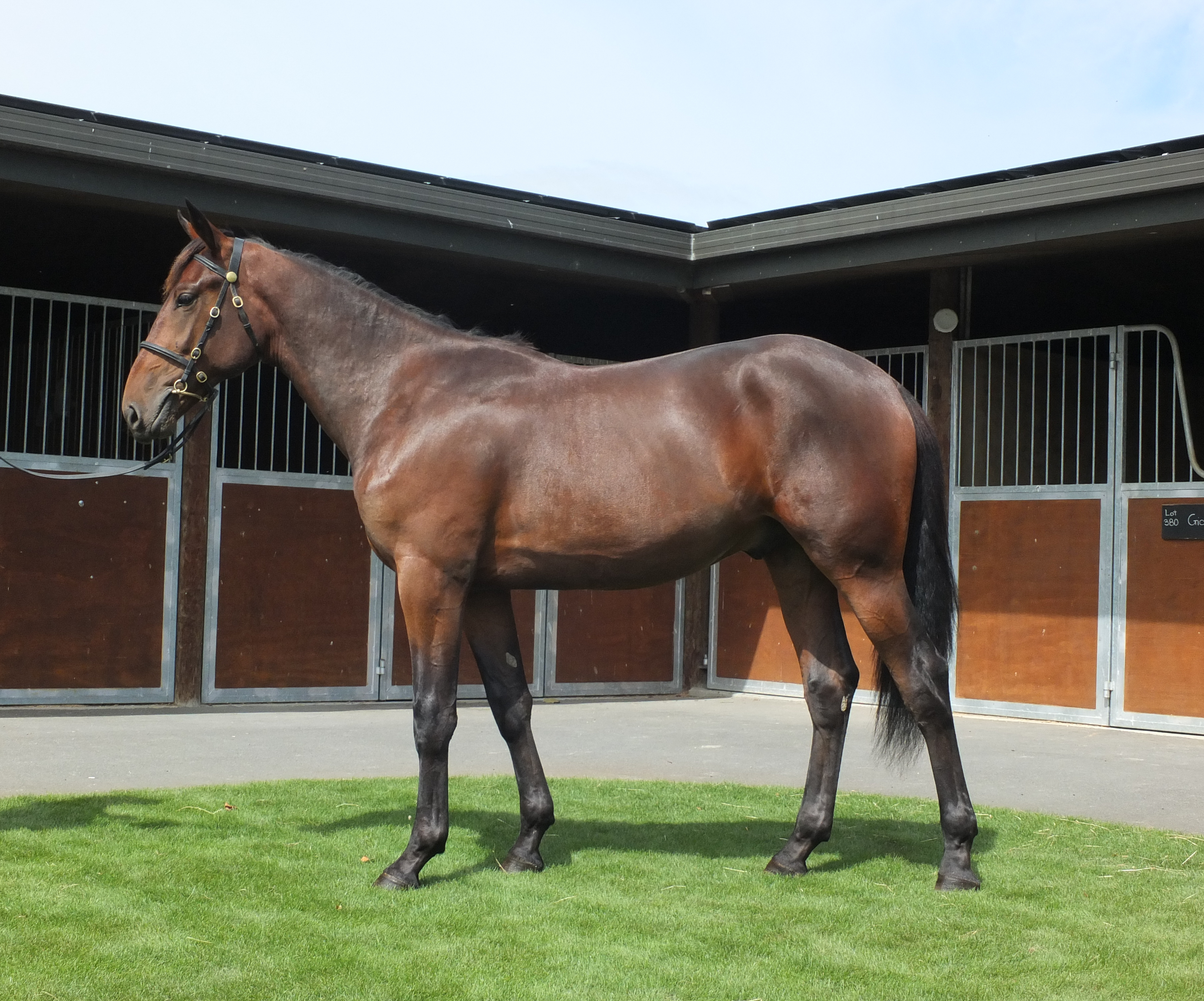 Showmethetanlines Bathes In Stakes Glory | NZB Standardbred ...