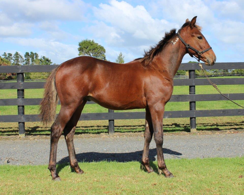 Bubba Scrub | All Aged Sale - Auckland | NZB Standardbred ...