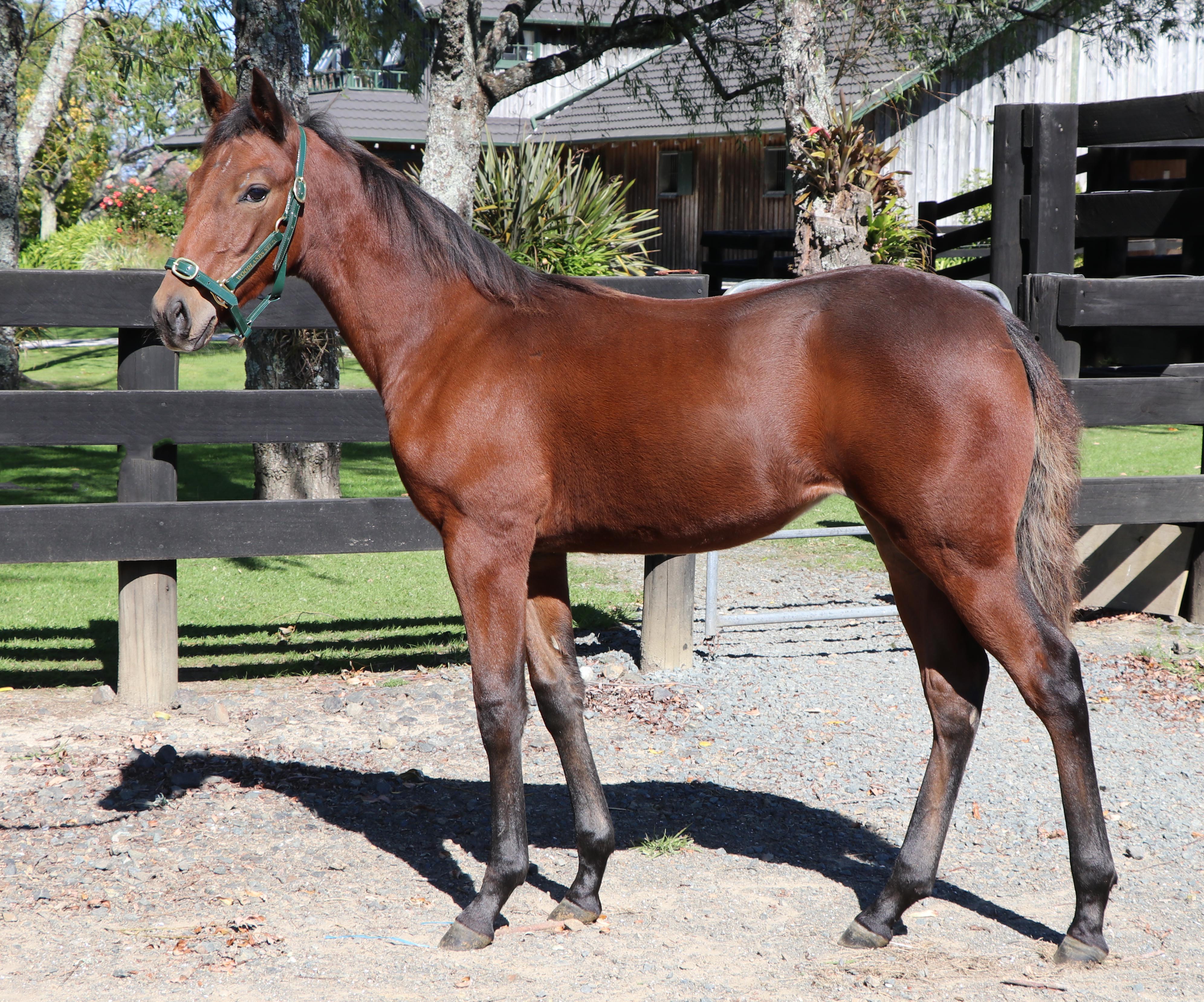 Steiny Classic | 2019 All Aged Sale - Auckland | NZB Standardbred ...