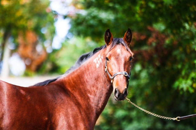 Sylvia Kay | All Age Sale | NZB Standardbred | Standardbred Auction House