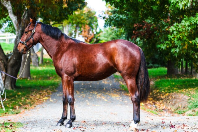 Sylvia Kay | All Age Sale | NZB Standardbred | Standardbred Auction House