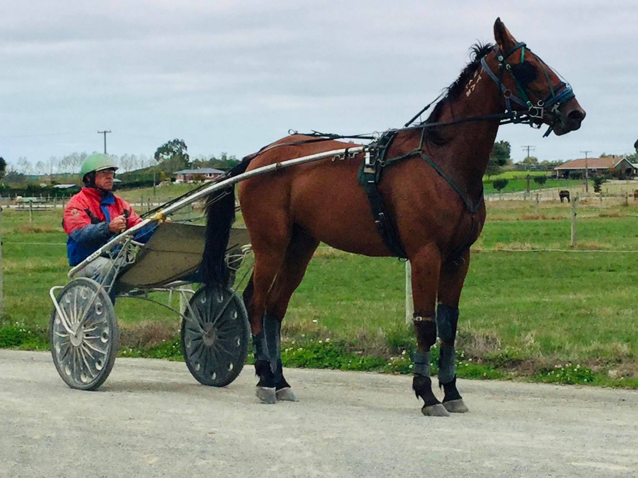 Muscle Power | All Age Sale | NZB Standardbred | Standardbred Auction House