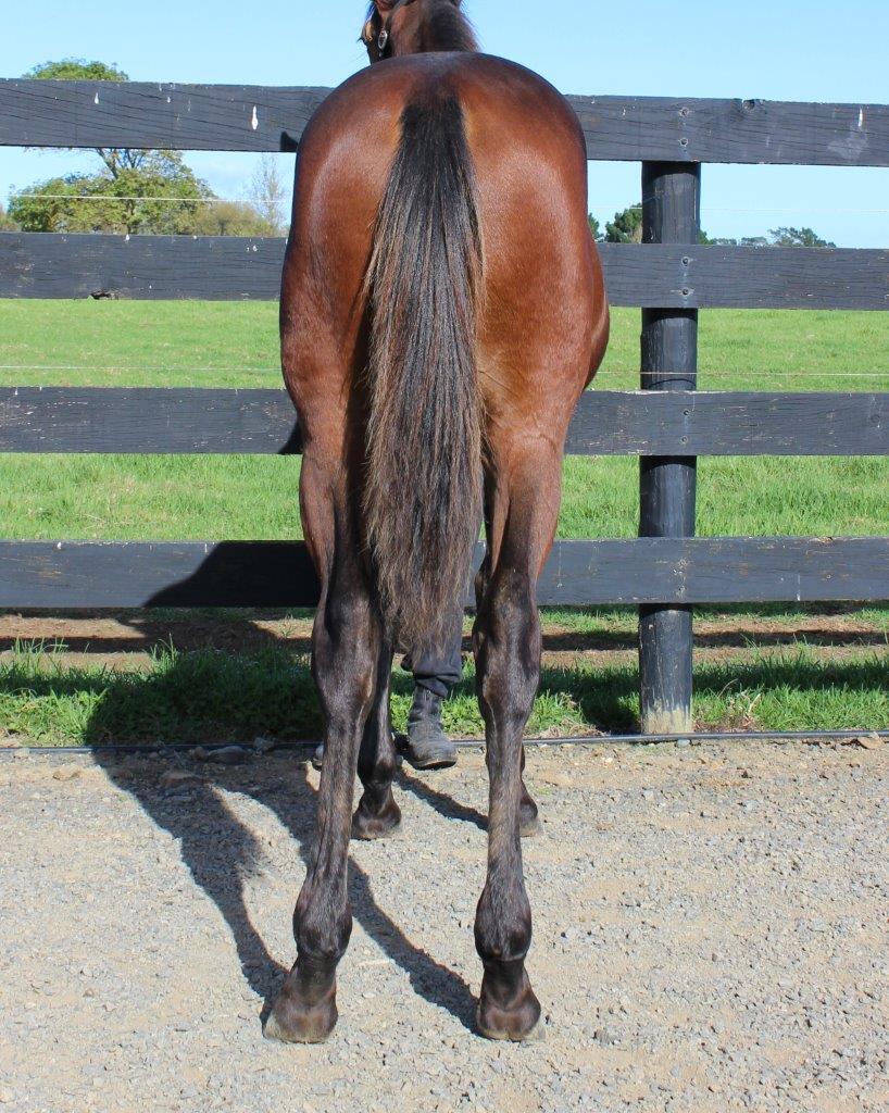 Sharp As A Tac | All Age Sale | NZB Standardbred | Standardbred Auction ...