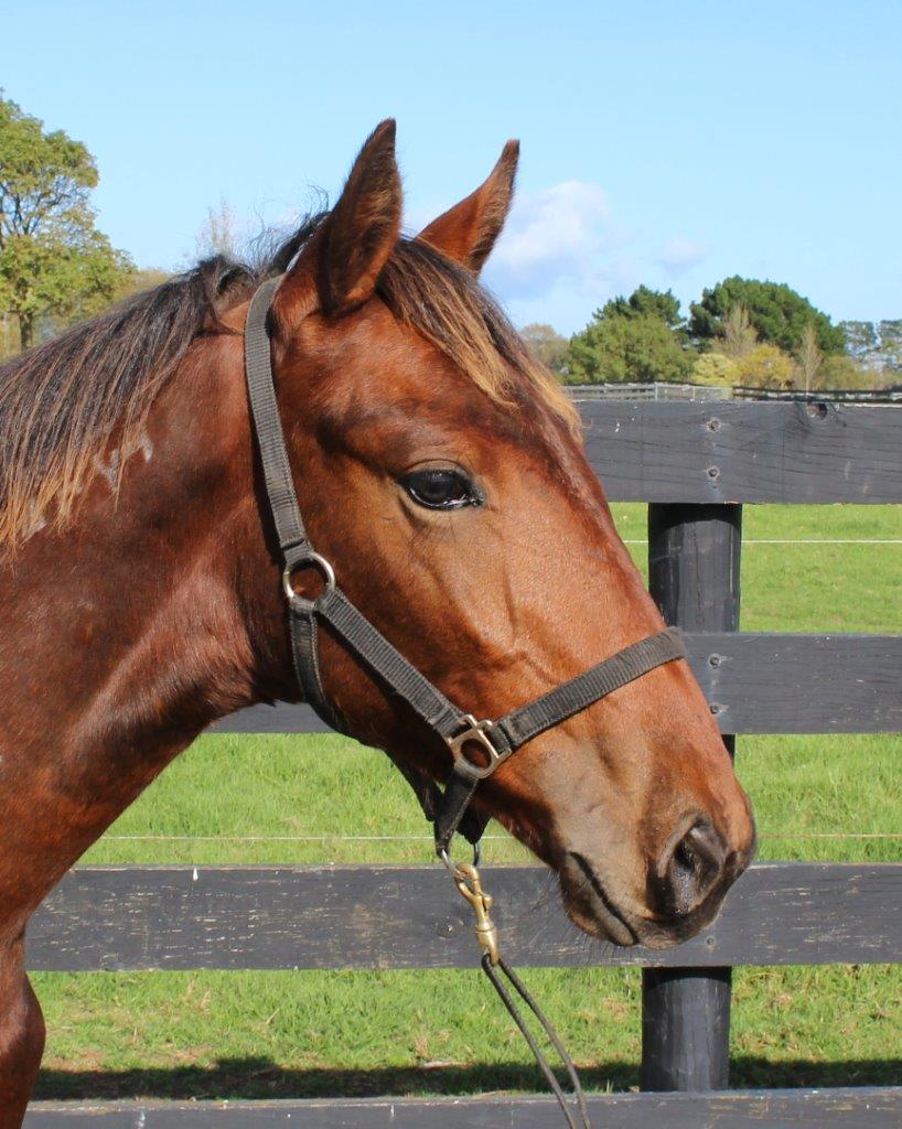 Sharp As A Tac | All Age Sale | NZB Standardbred | Standardbred Auction ...