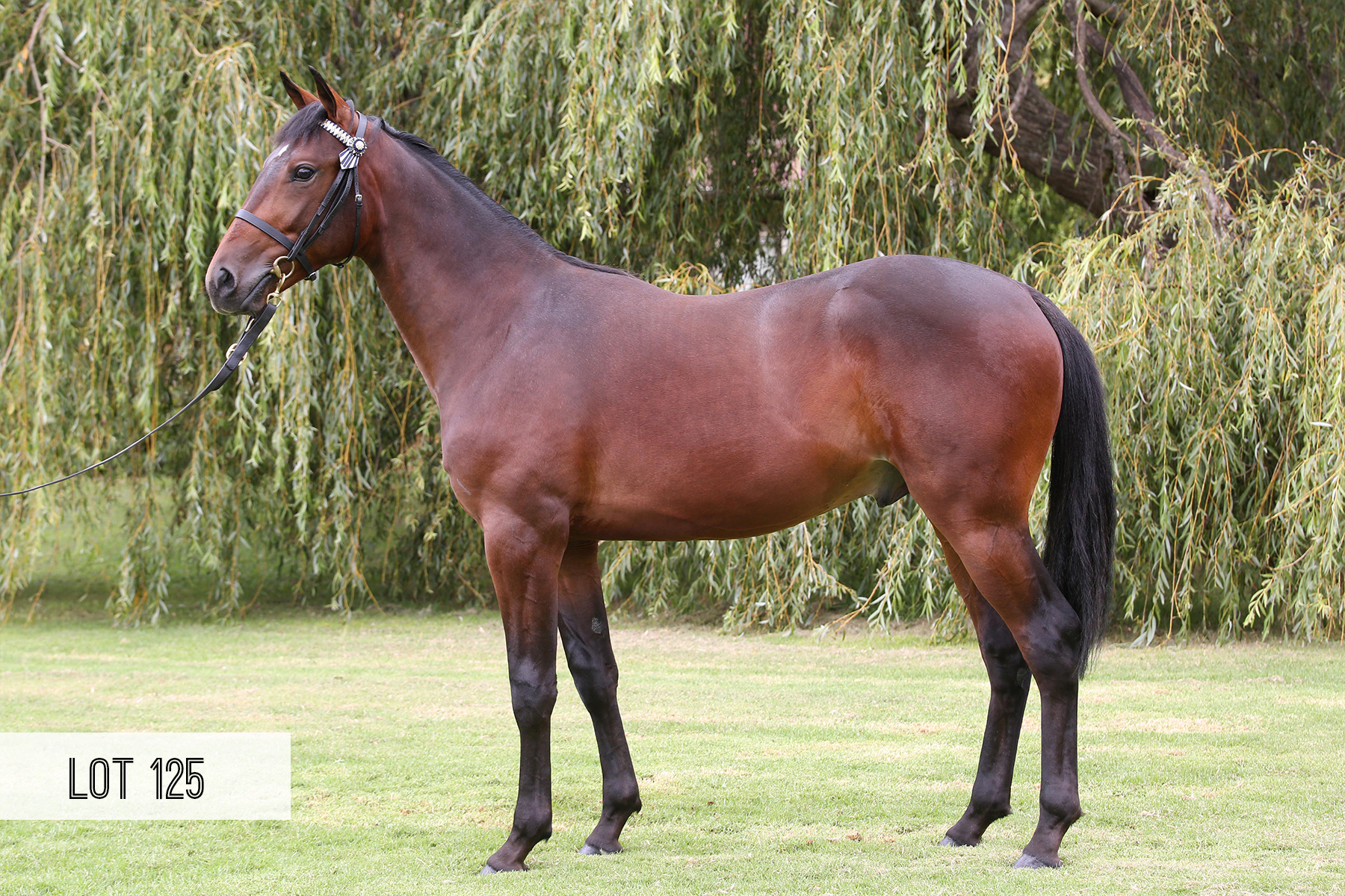 Bubba Scrub | National Yearling Sale, Auckland | NZB Standardbred ...