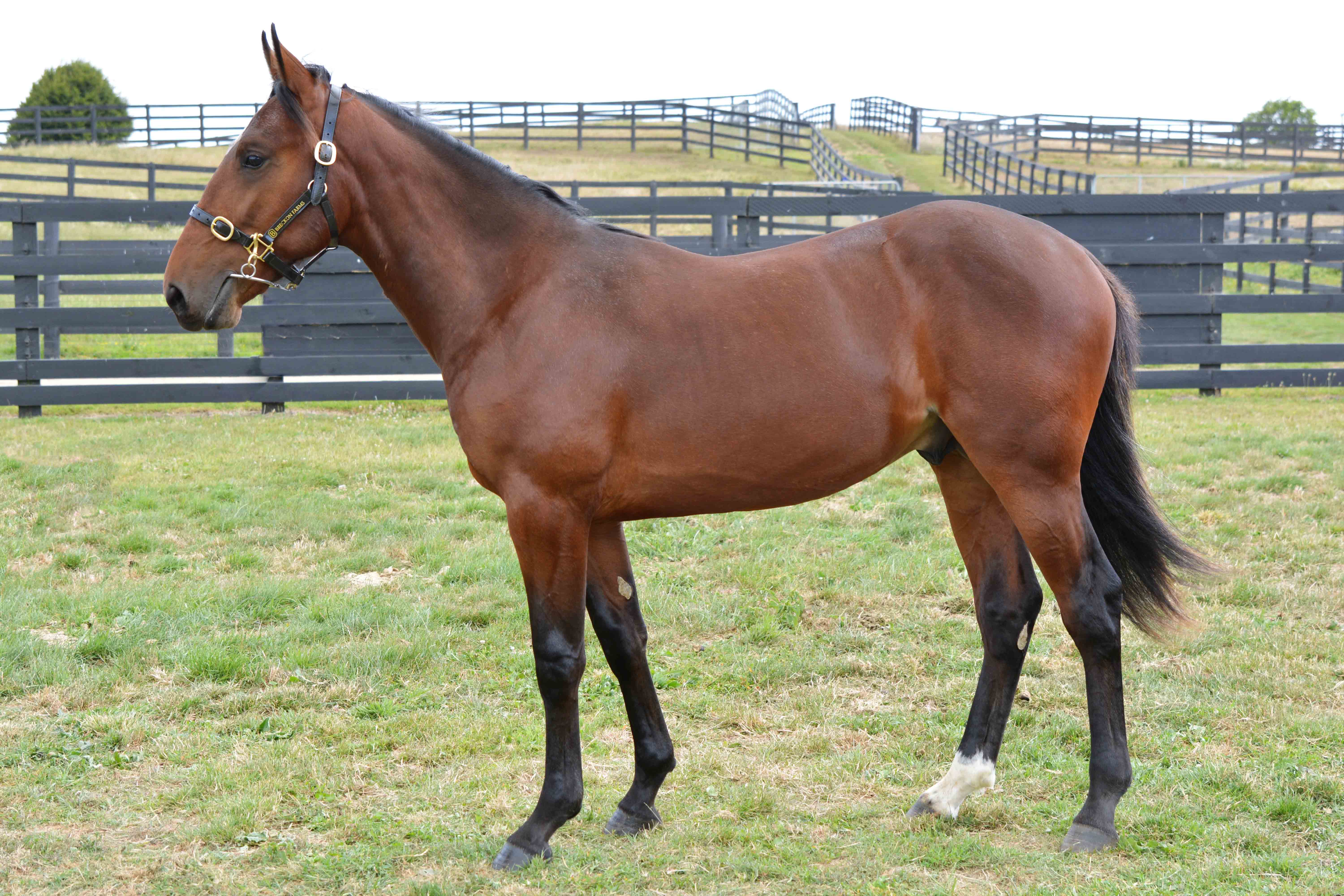 Dina Mo | National Yearling Sale, Auckland | NZB Standardbred ...