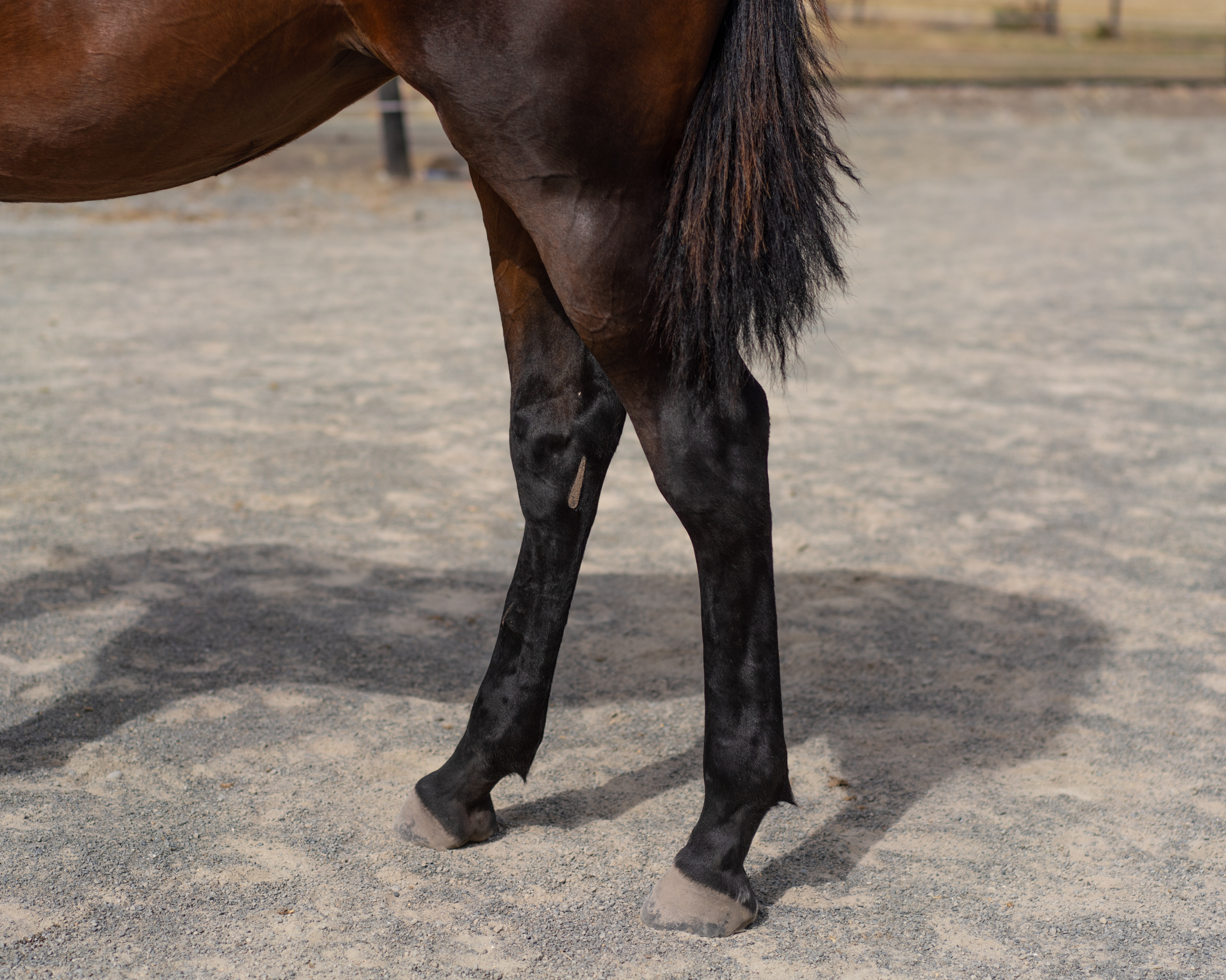 Graduated | National Standardbred Yearling Sale, Christchurch | NZB ...
