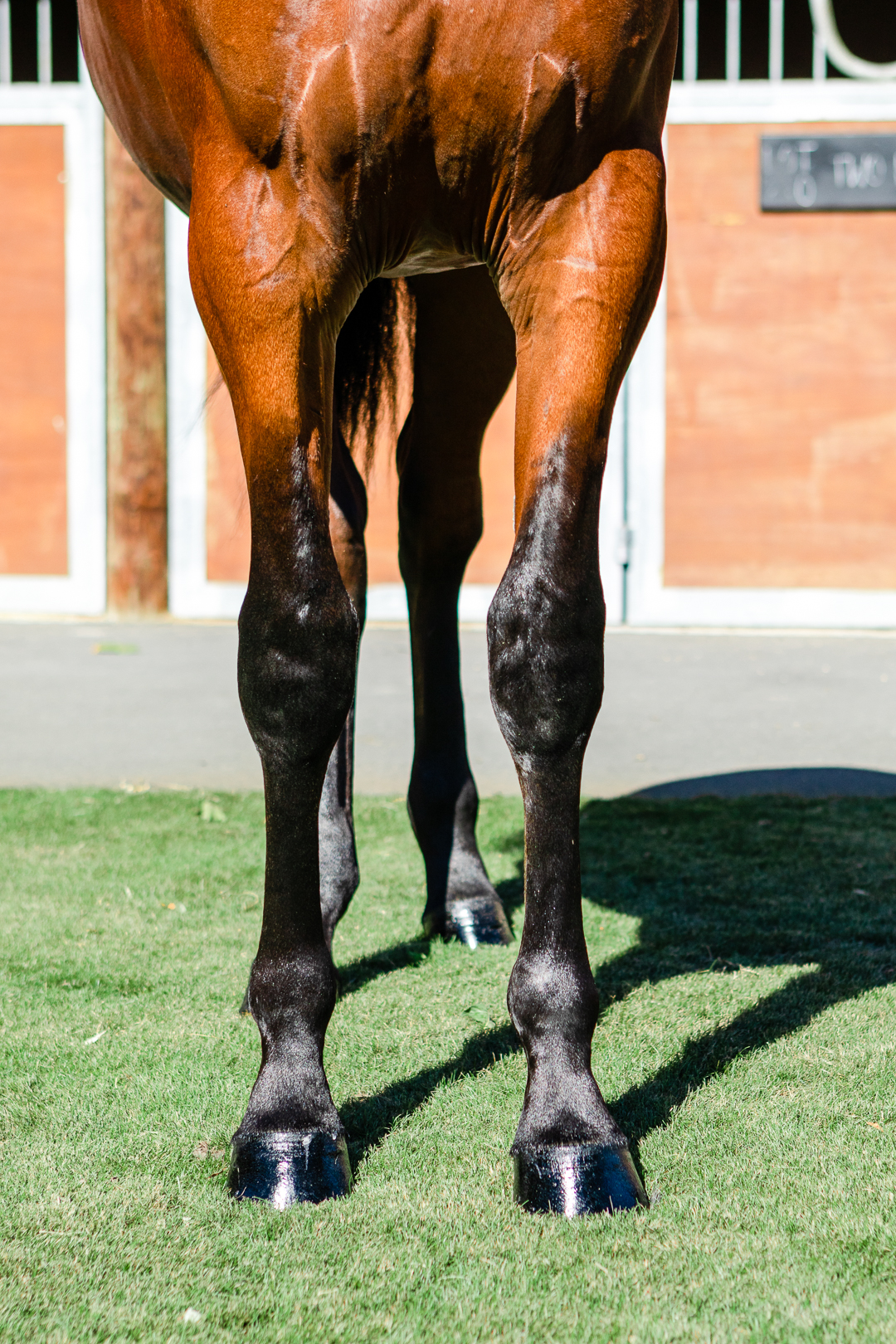Two Eye See | 2021 National Standardbred Yearling Sale, Christchurch ...