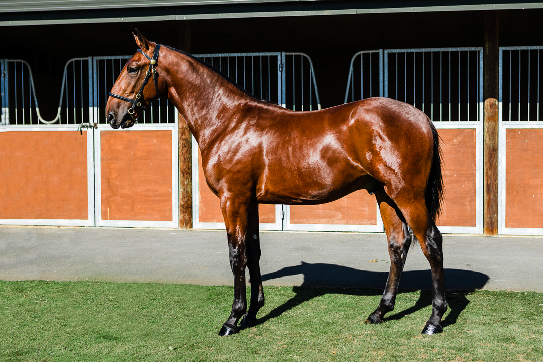 Two Eye See | 2021 National Standardbred Yearling Sale, Christchurch ...