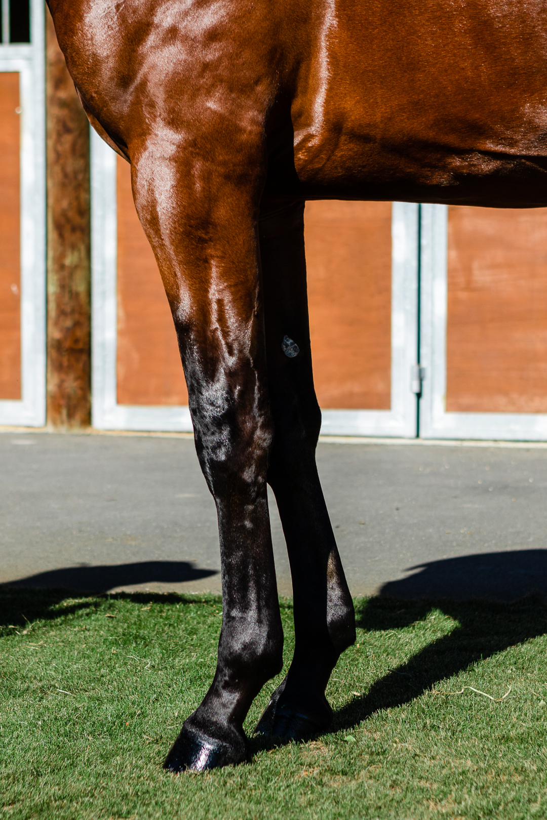 Two Eye See | 2021 National Standardbred Yearling Sale, Christchurch ...