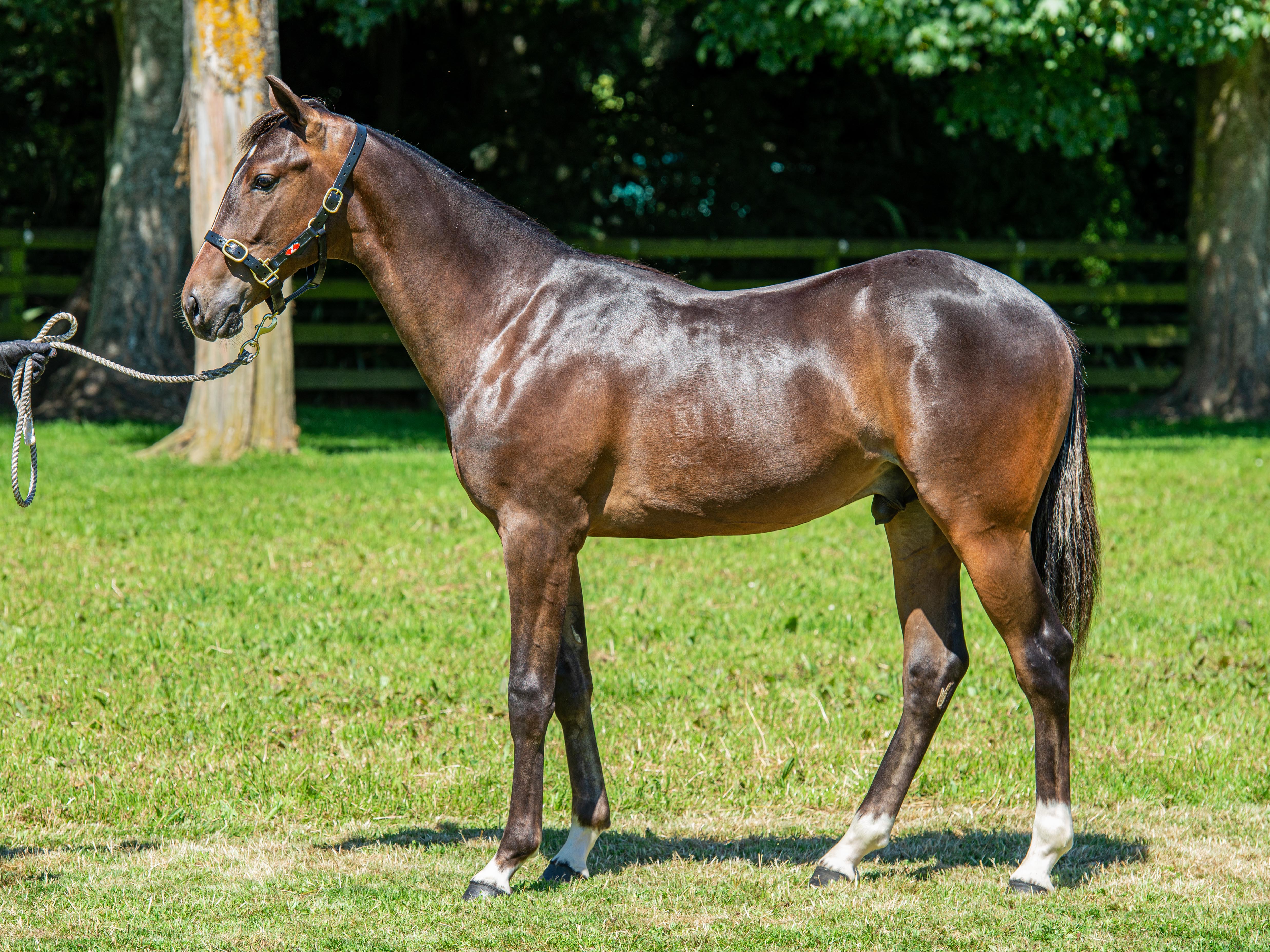 Arden's Pursuit | National Standardbred Yearling Sale, Christchurch ...