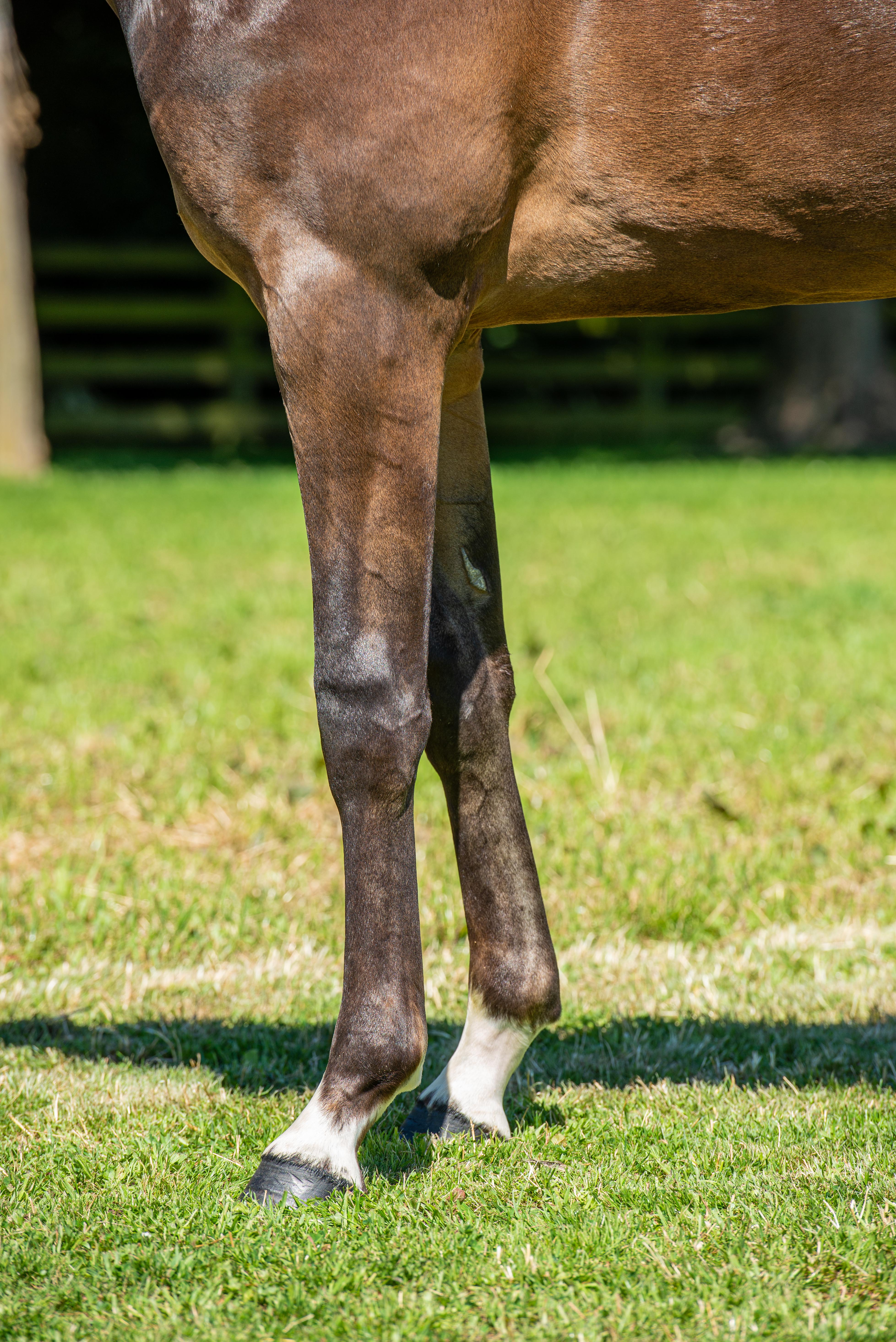 Arden's Pursuit | National Standardbred Yearling Sale, Christchurch ...