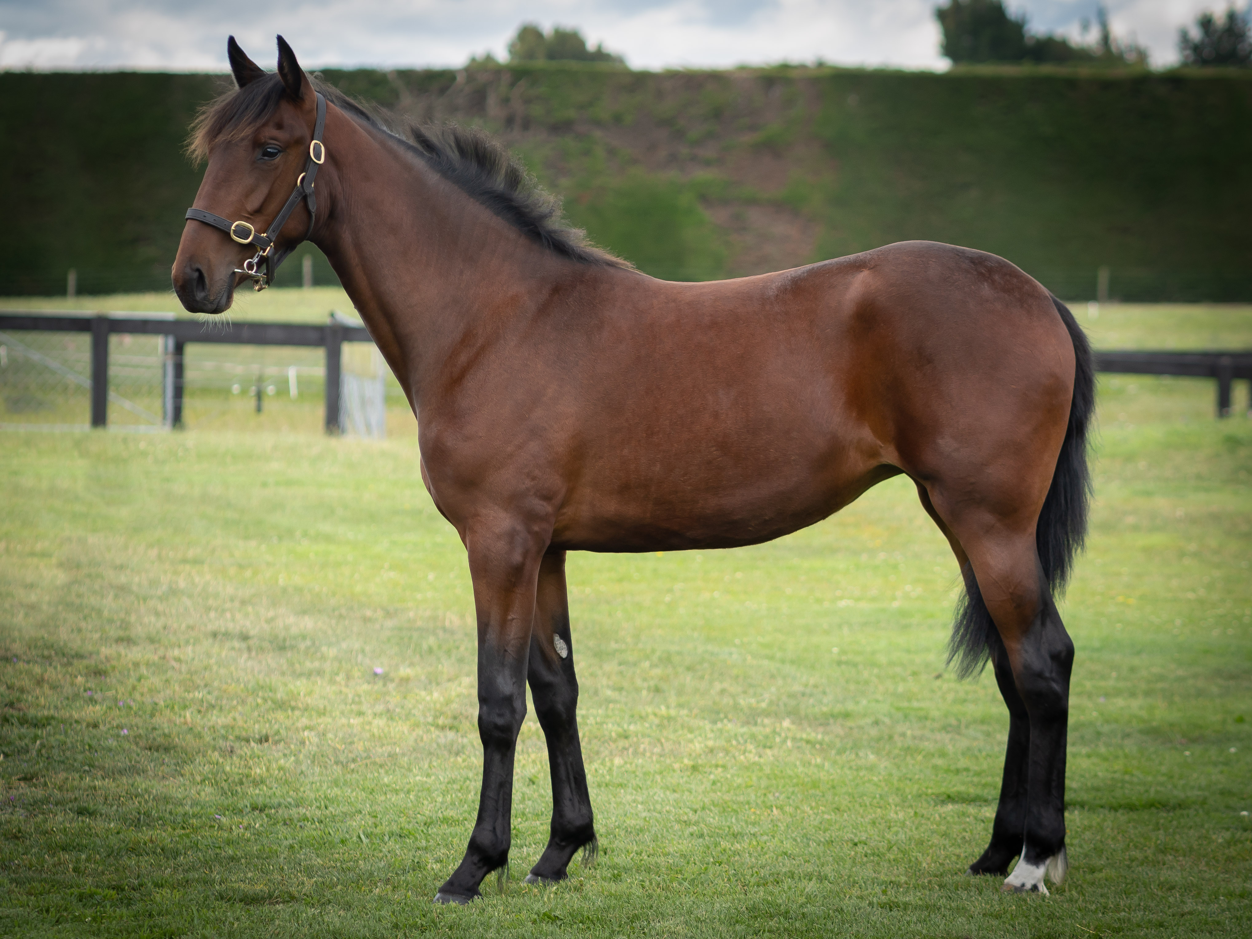 Justacountrygal | National Standardbred Yearling Sale, Christchurch ...