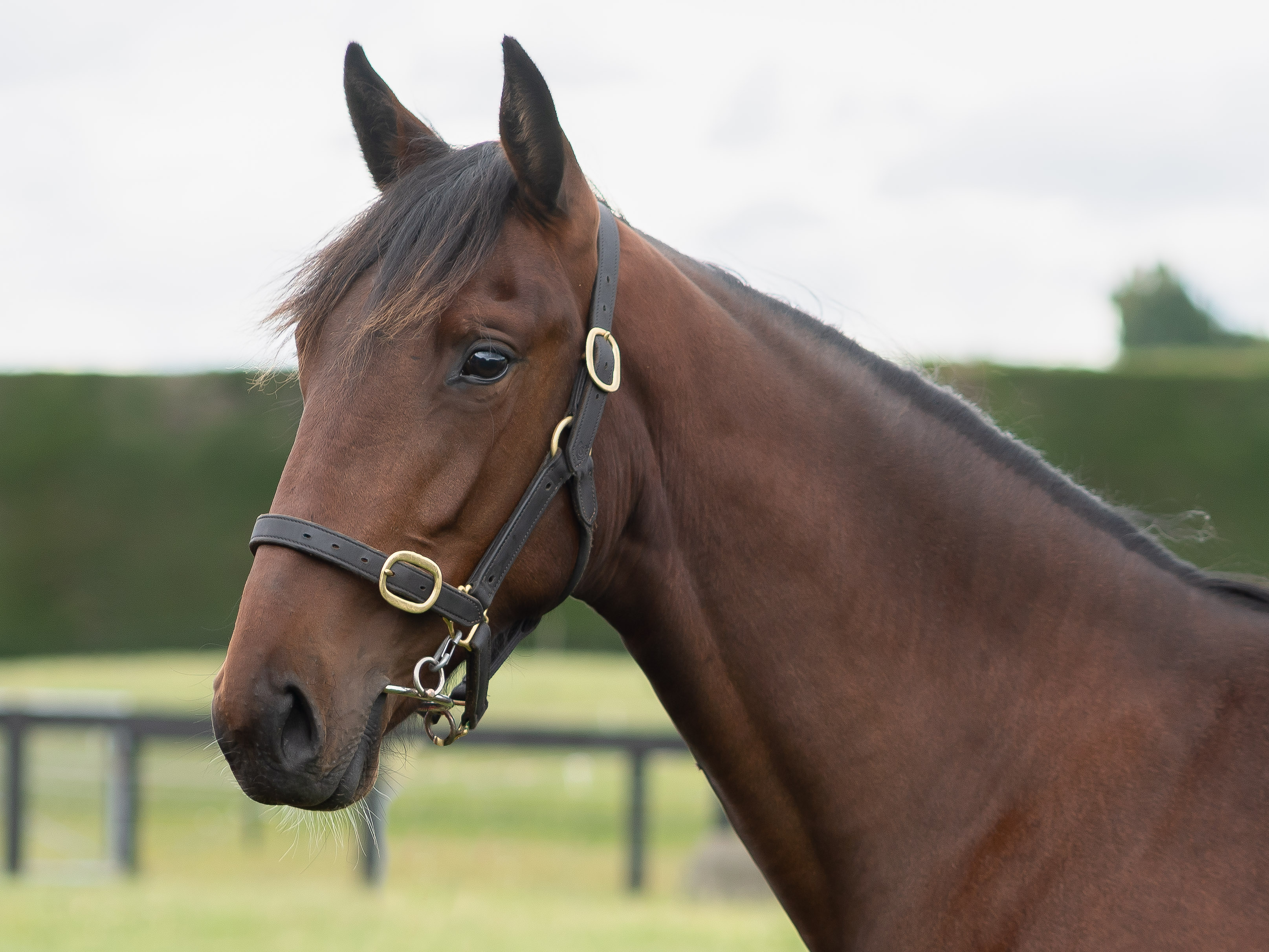 Justacountrygal | National Standardbred Yearling Sale, Christchurch ...