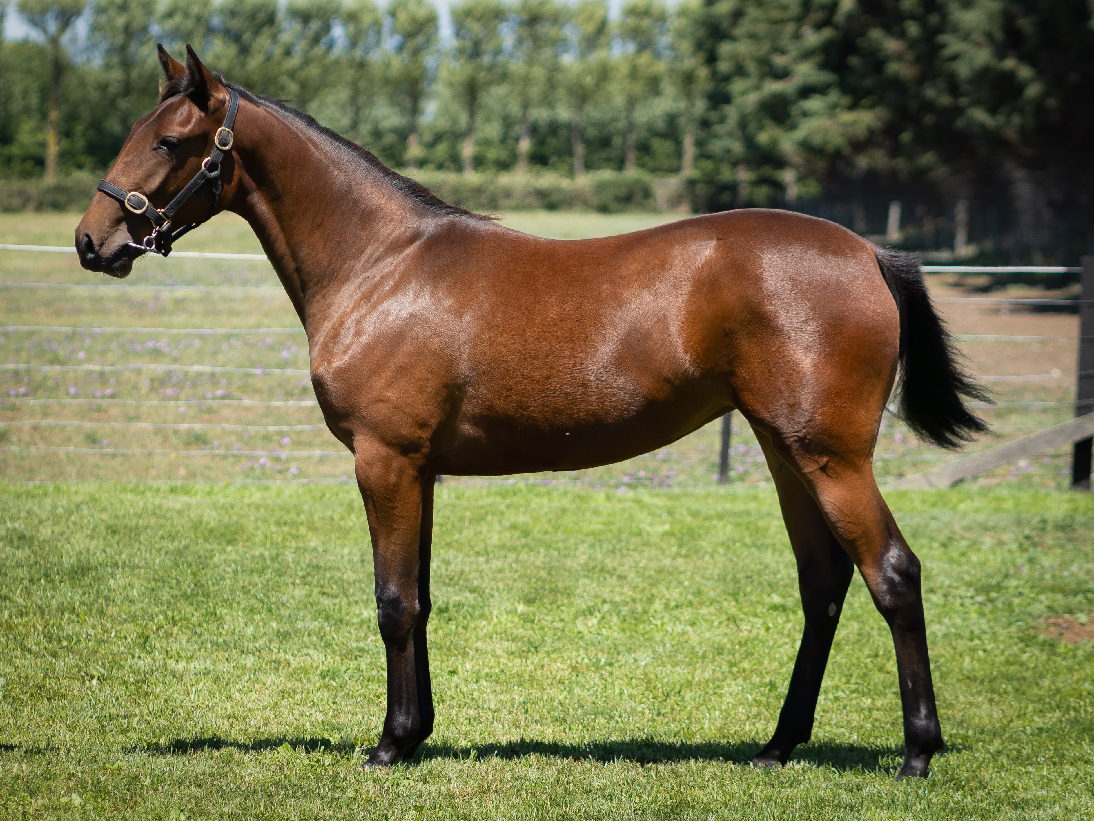 Darby | 2021 National Standardbred Yearling Sale, Christchurch | NZB ...