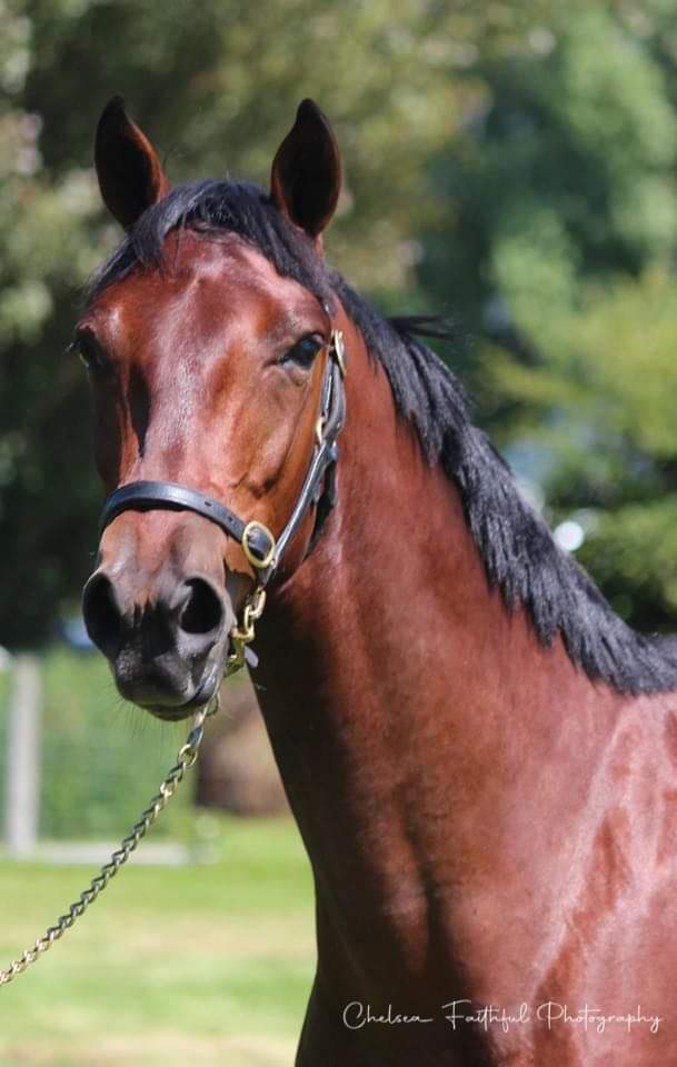 A Major Starr | 2021 National Standardbred Yearling Sale, Christchurch ...