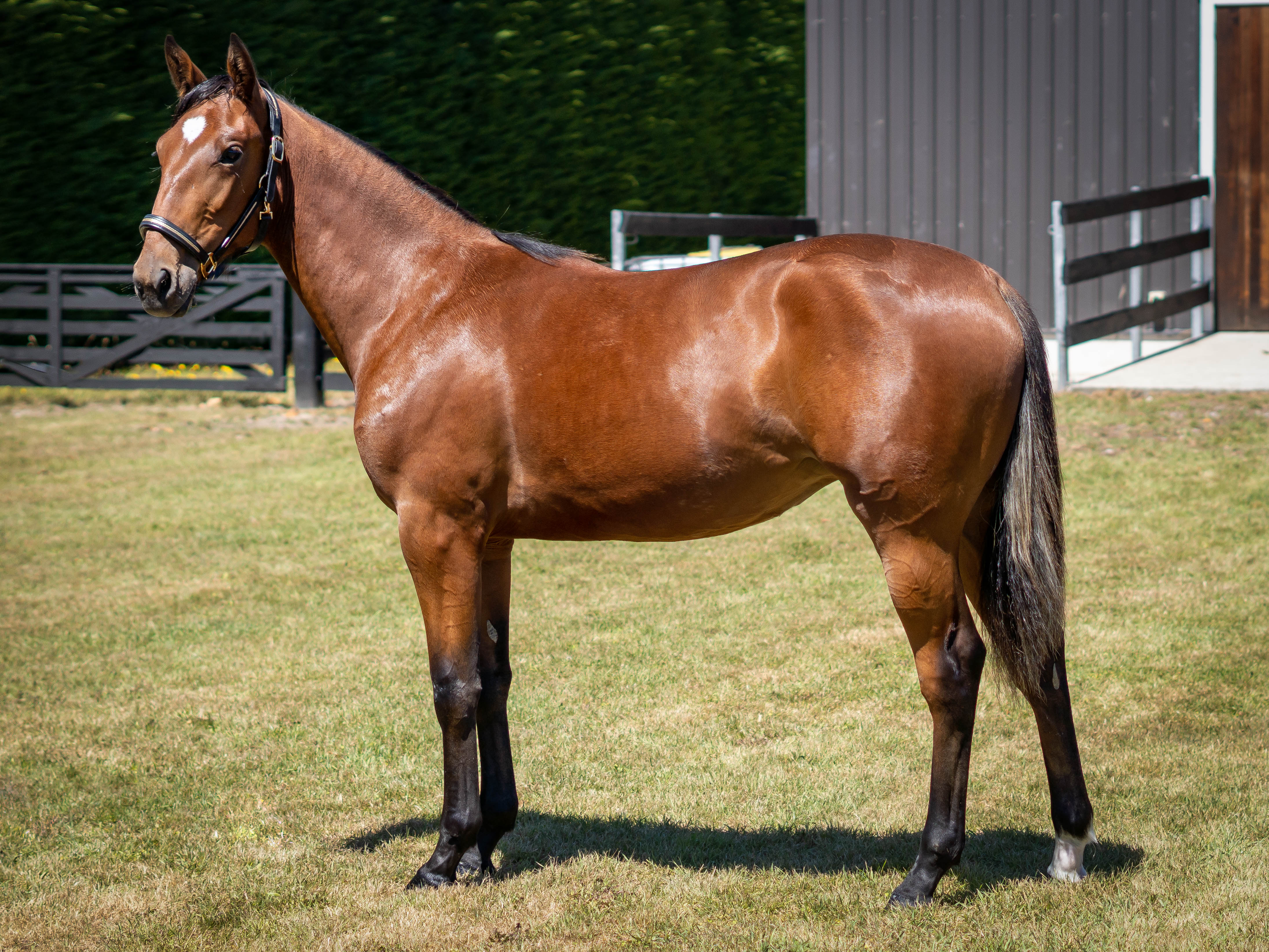 Millwood Nike | 2021 National Standardbred Yearling Sale, Christchurch ...
