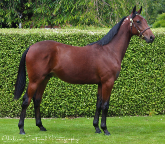 Point Break | National Standardbred Yearling Sale, Christchurch | NZB ...