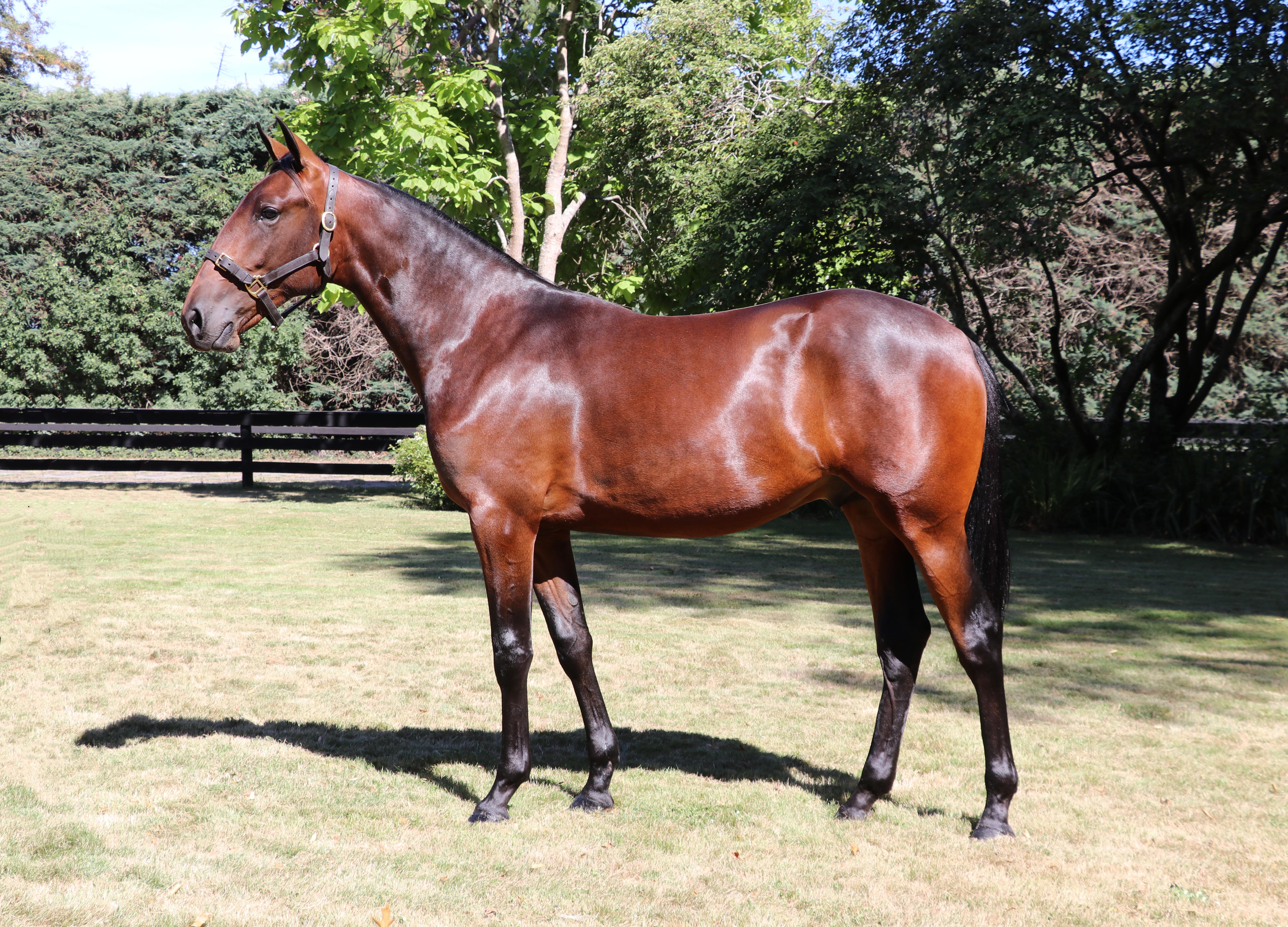 Final Collect | 2021 National Standardbred Yearling Sale, Christchurch ...