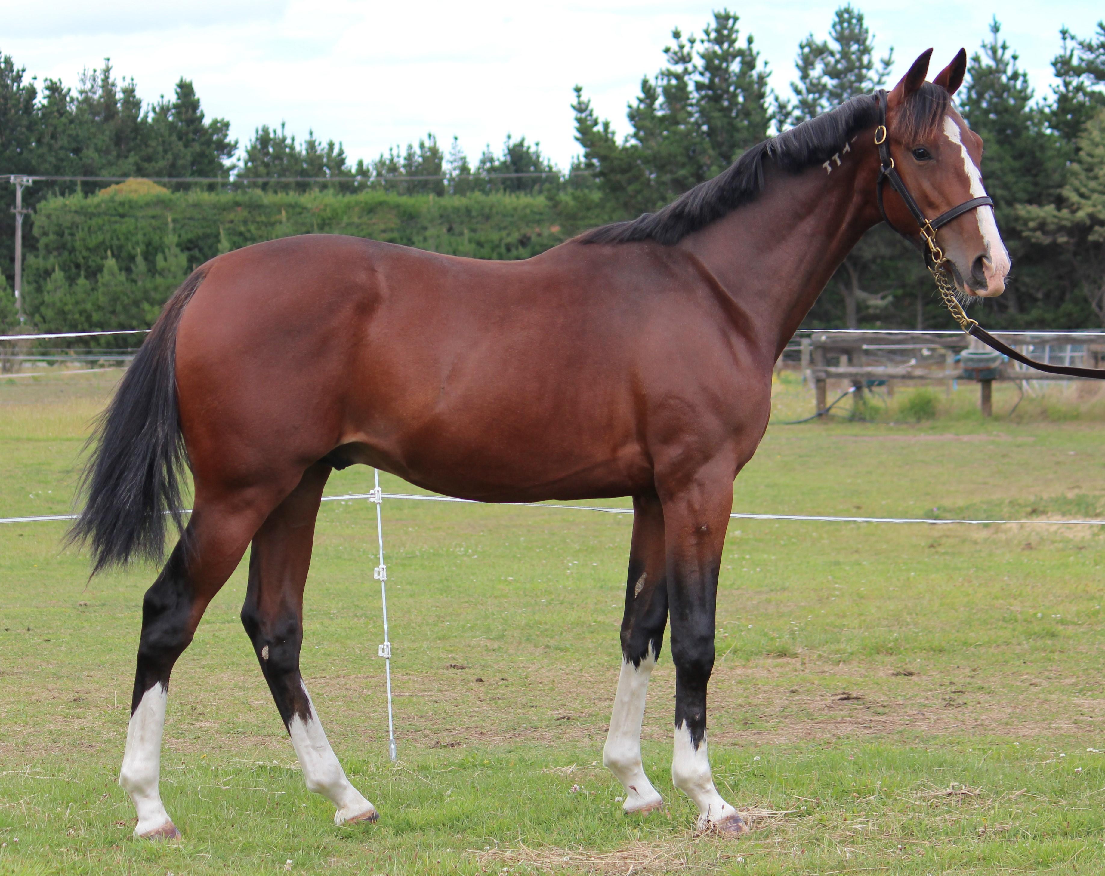 Whatablaze | 2021 National Standardbred Yearling Sale, Christchurch ...