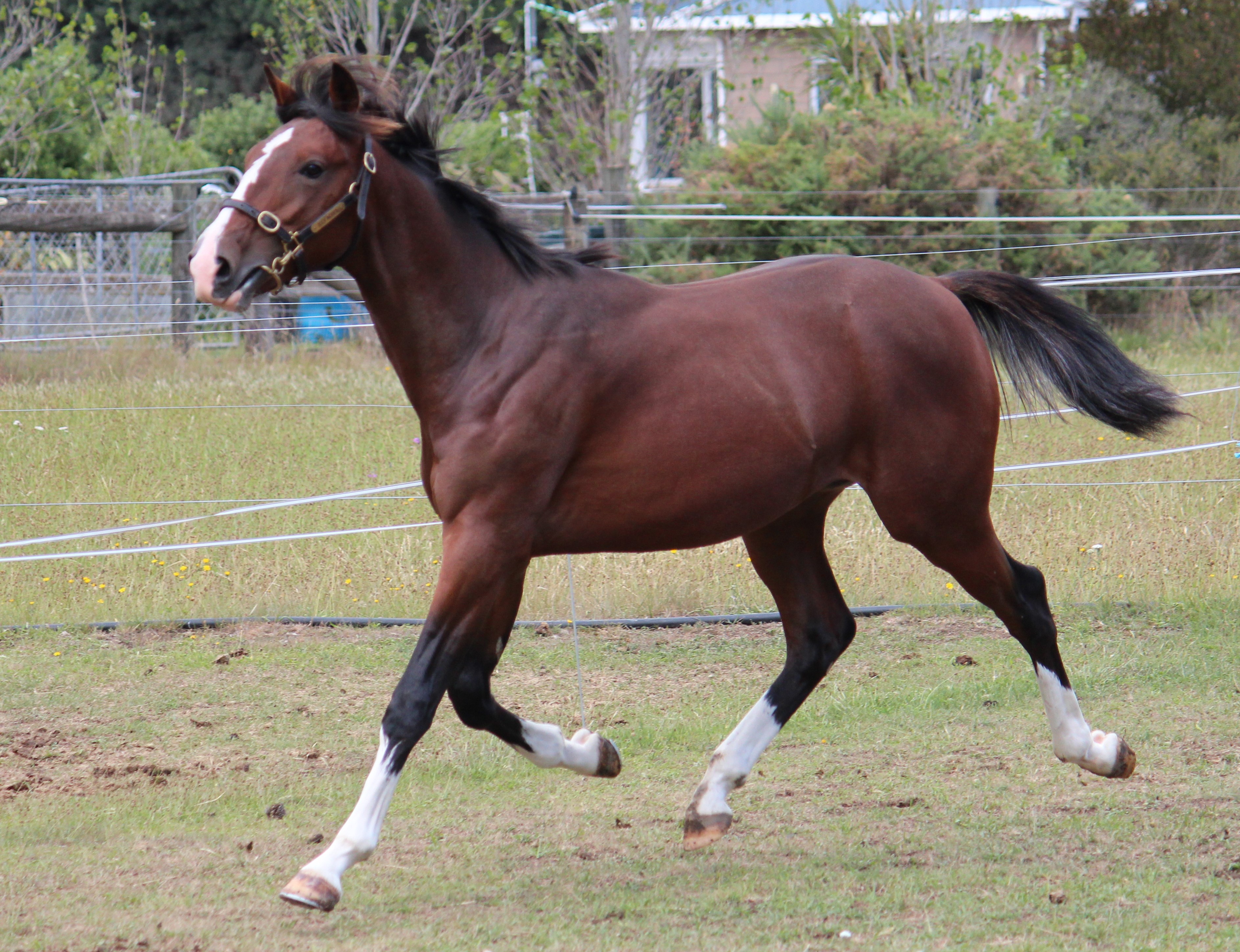 Whatablaze | 2021 National Standardbred Yearling Sale, Christchurch ...