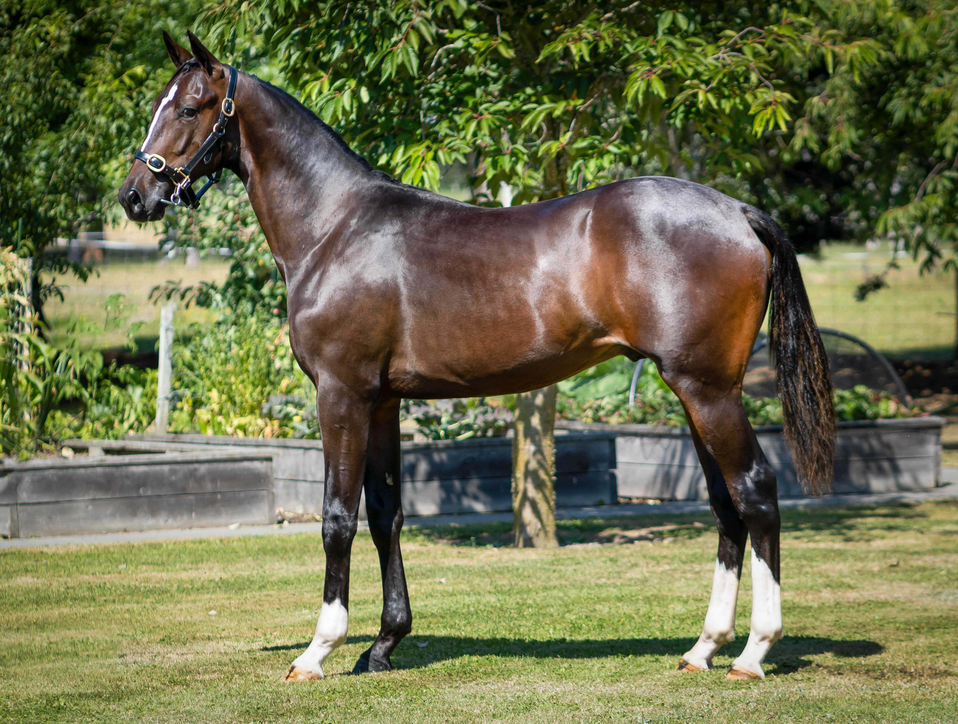 Louisville | National Standardbred Yearling Sale, Christchurch | NZB ...