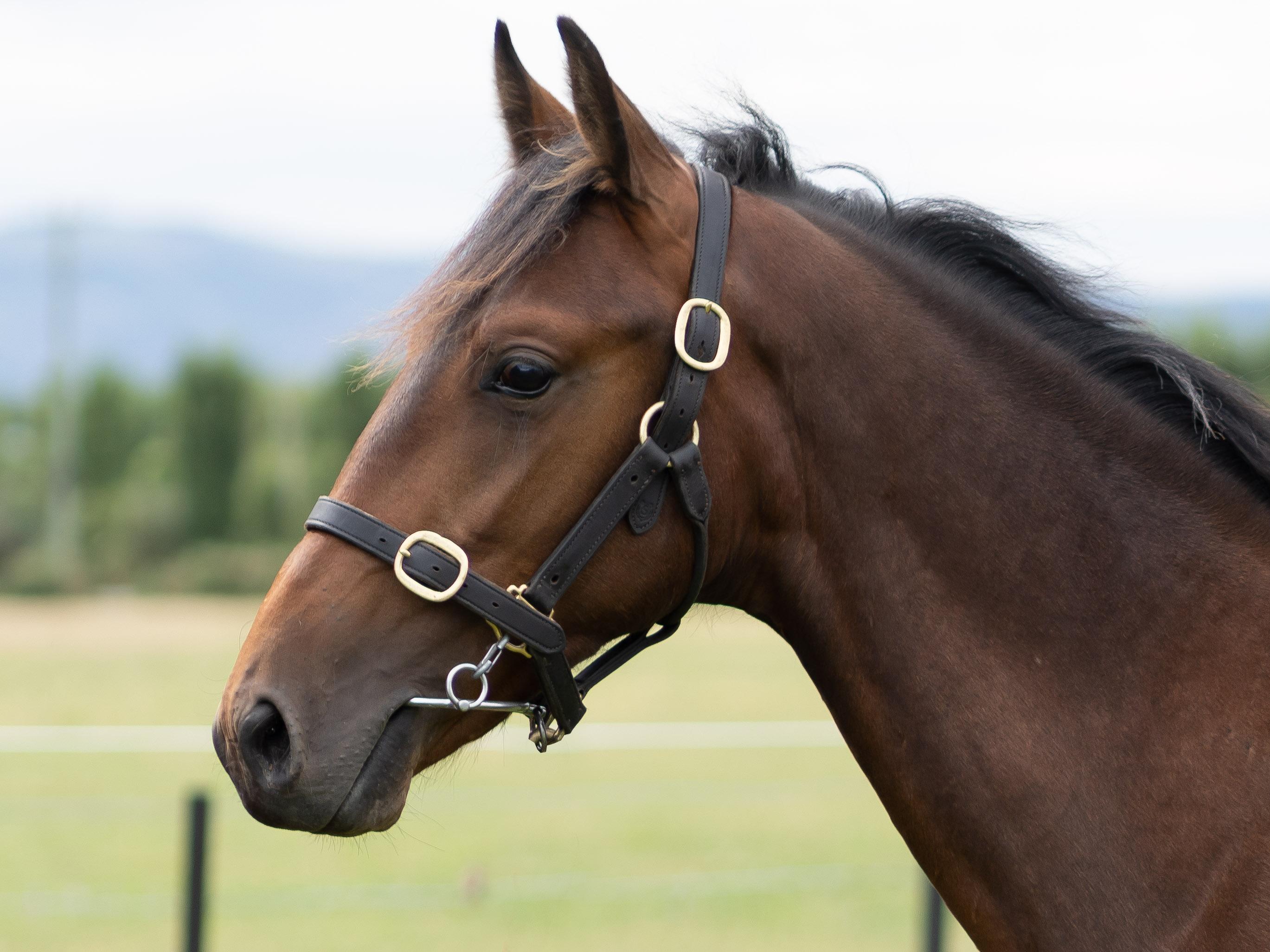 Huta | National Standardbred Yearling Sale, Christchurch | NZB ...