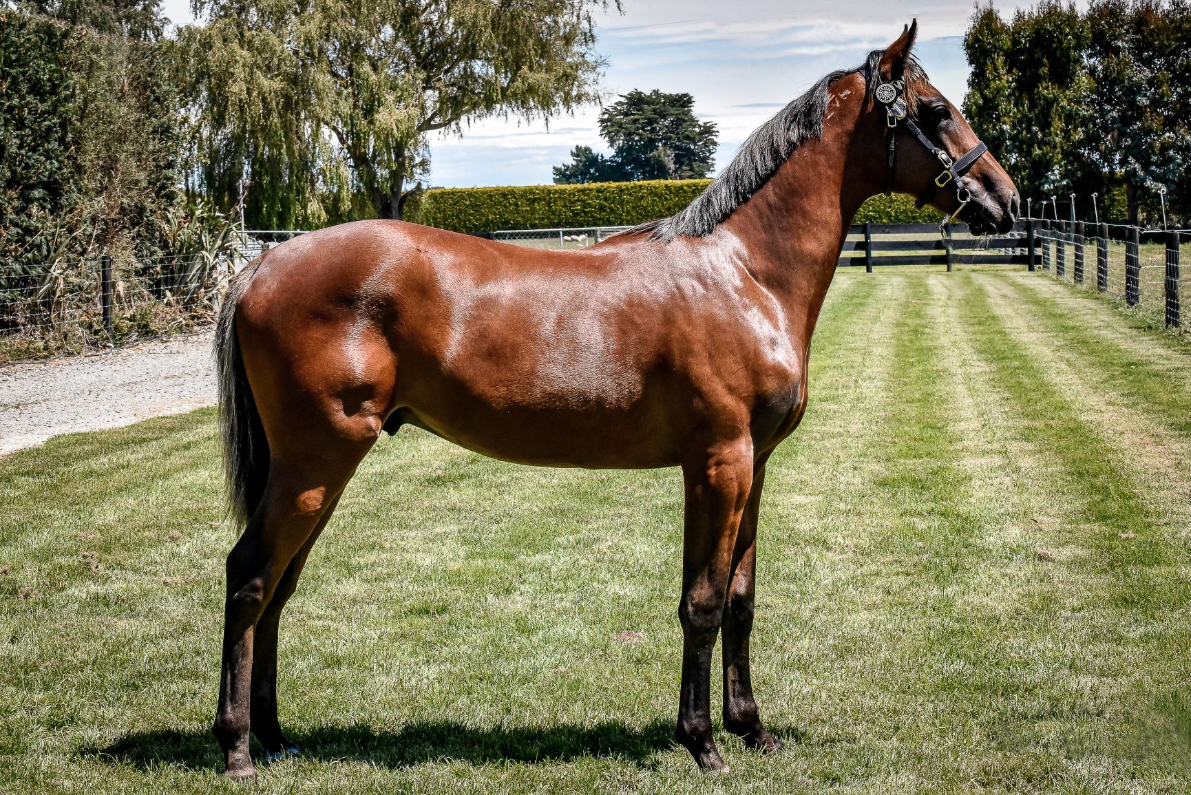 Always In Action | National Standardbred Yearling Sale, Christchurch ...