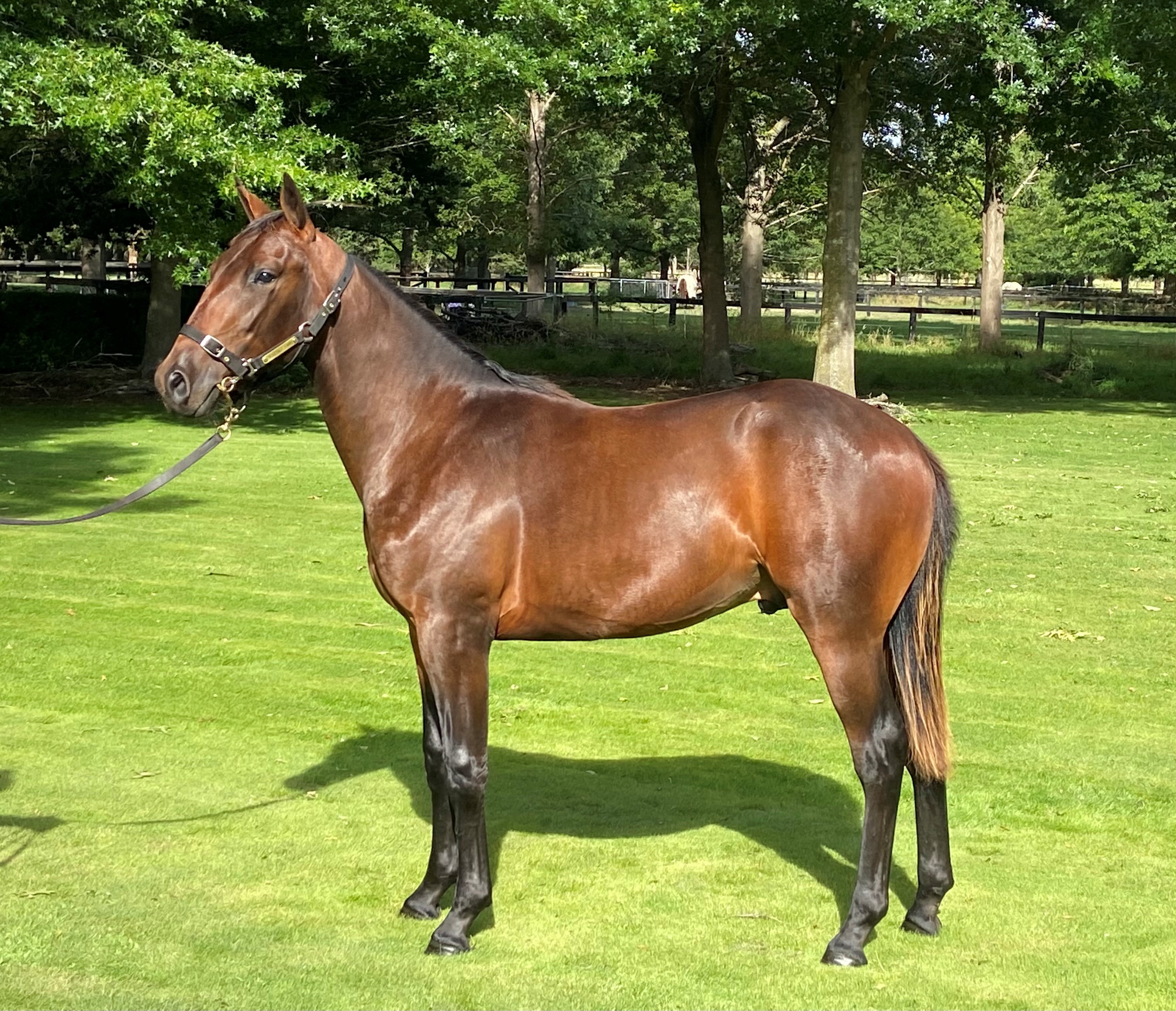 Vinke B | 2021 National Standardbred Yearling Sale, Christchurch | NZB ...