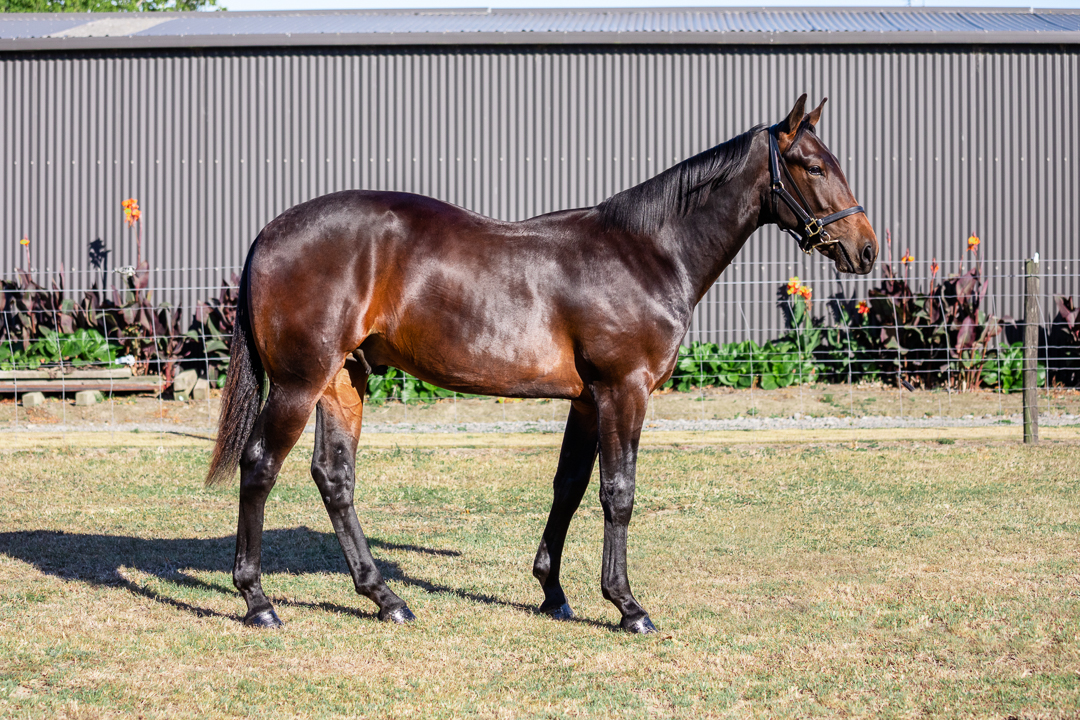 Hijack | 2021 National Standardbred Yearling Sale, Christchurch | NZB ...