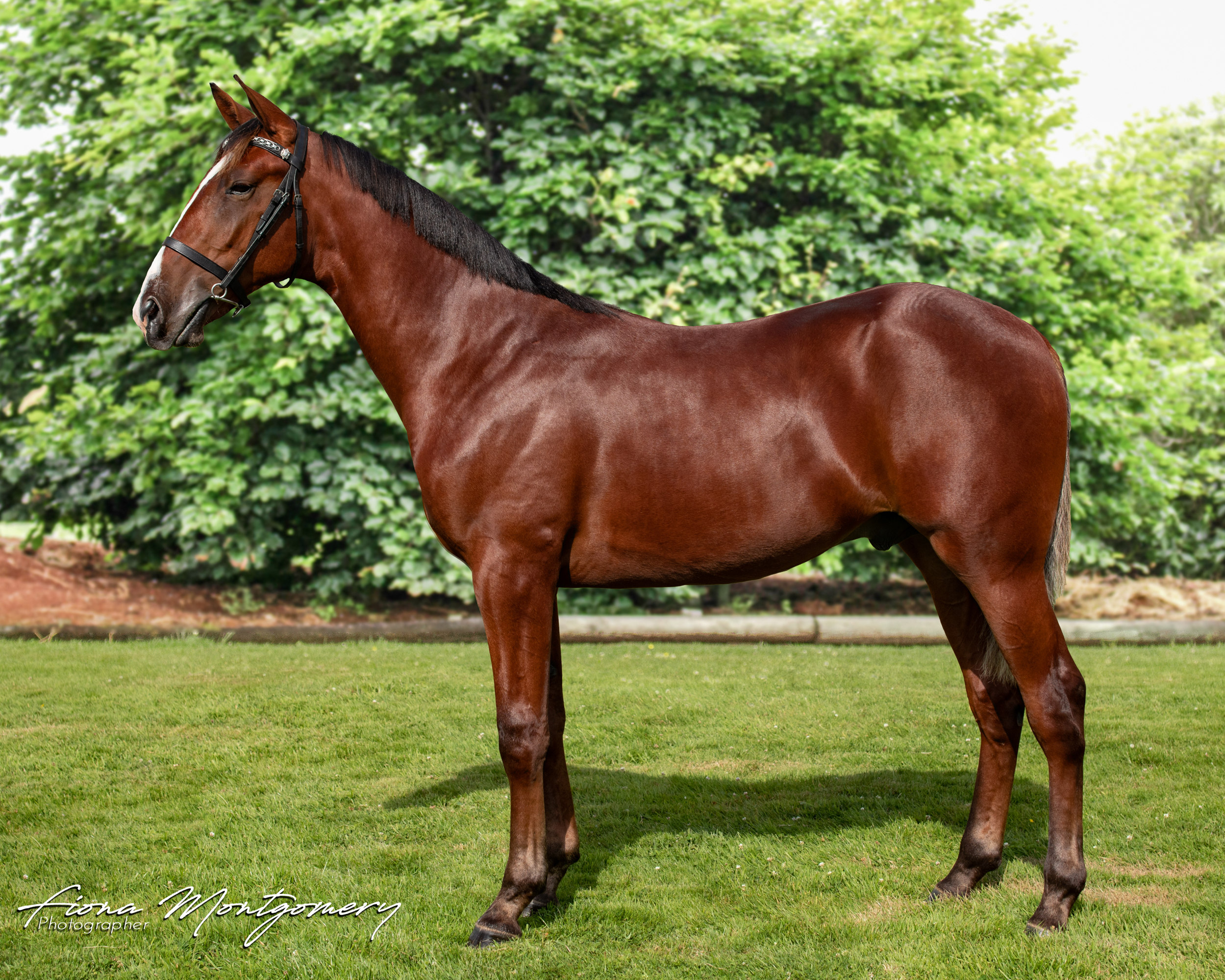 Cranachan | National Standardbred Yearling Sale, Christchurch | NZB ...