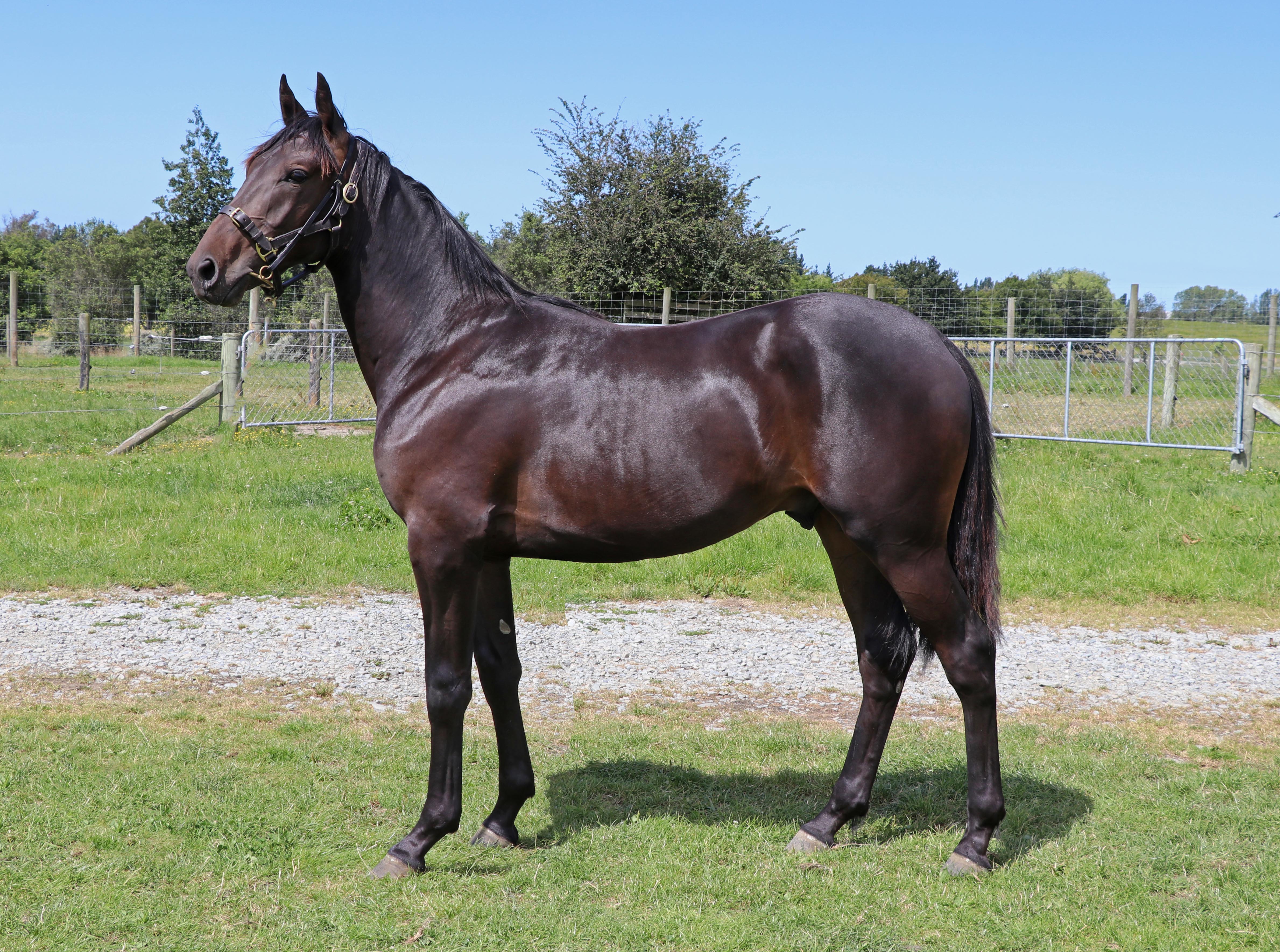 Rakero Rocket | 2021 National Standardbred Yearling Sale, Christchurch ...