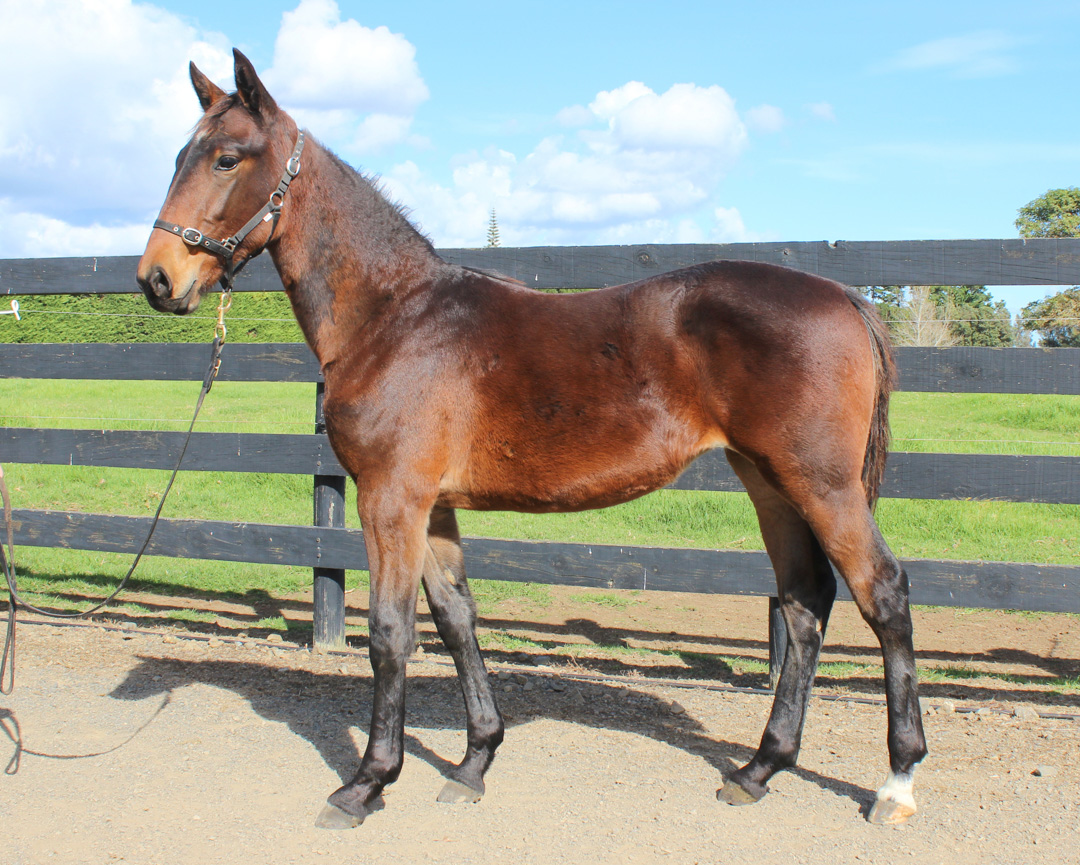 Turn N Burn | National Standardbred Weanling Sale | NZB Standardbred ...