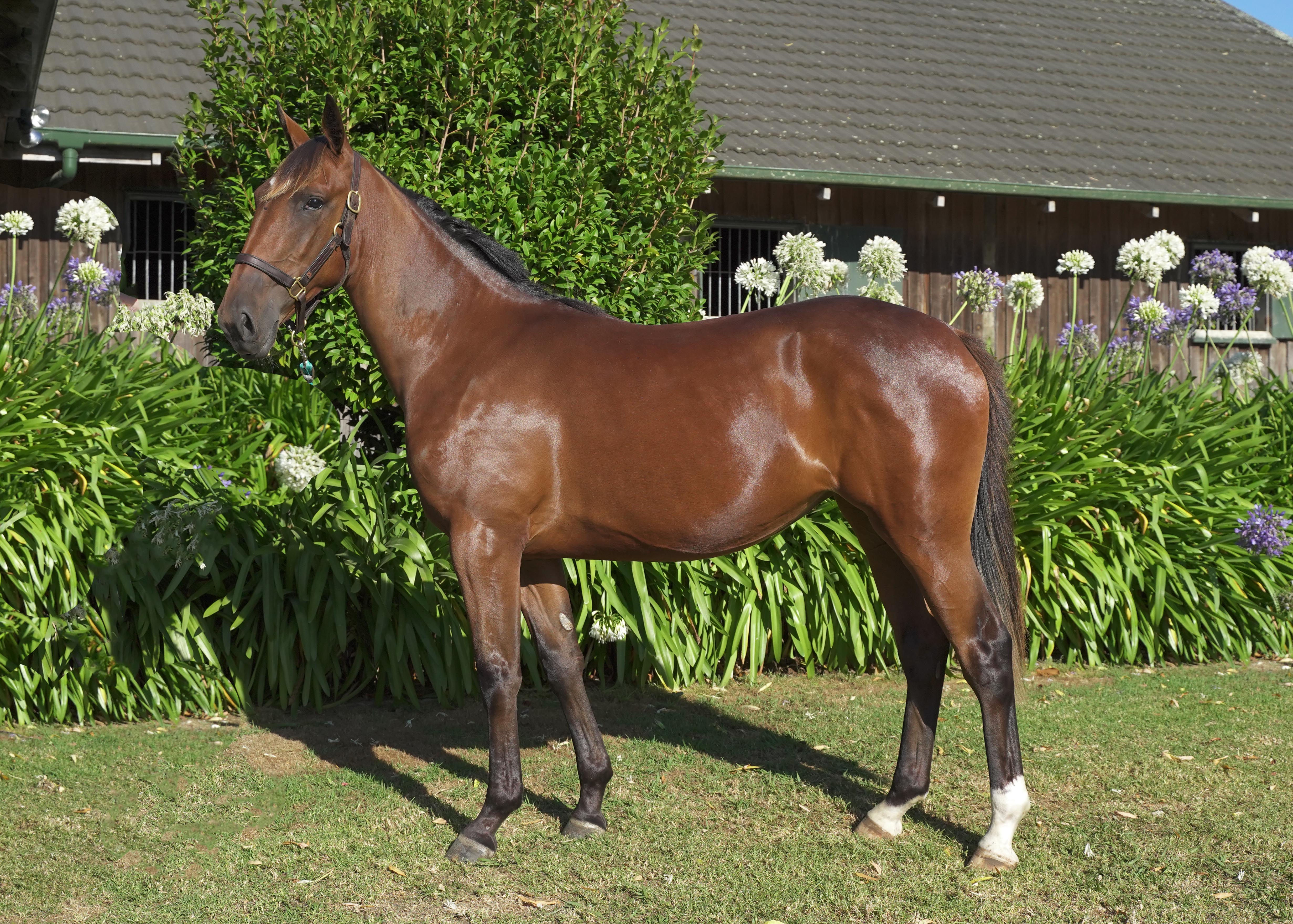 Rakero Lightning | National Standardbred Yearling Sale, Auckland | NZB ...