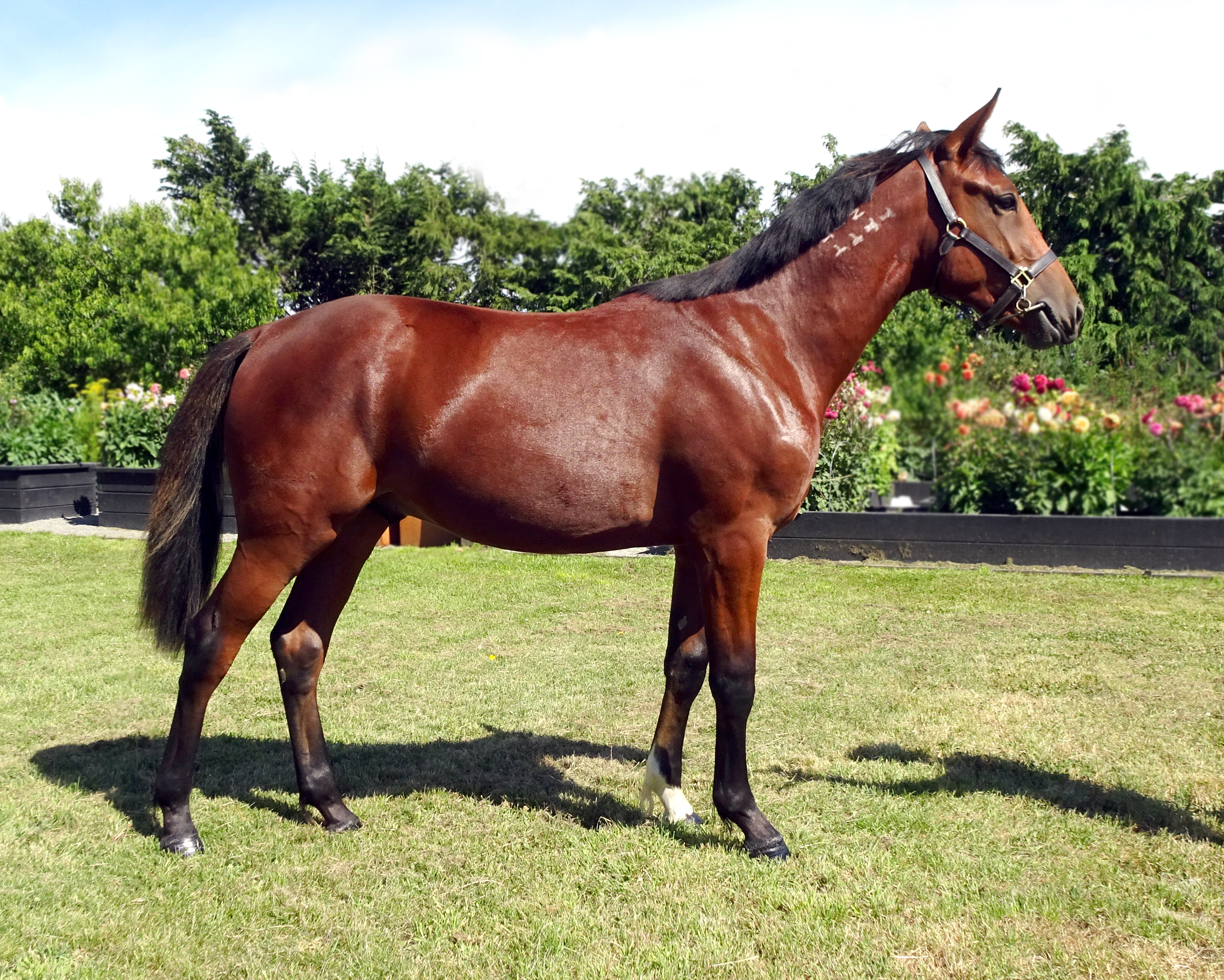 Muscle Dash | National Standardbred Yearling Sale, Christchurch | NZB ...