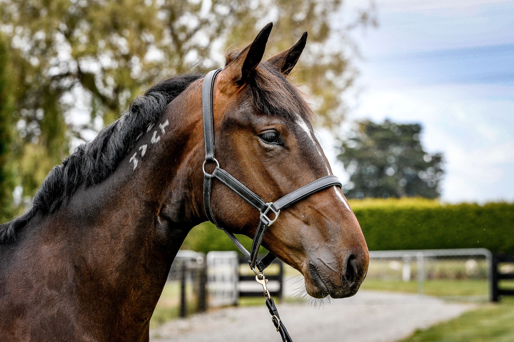 Kwic Draw | National Standardbred Yearling Sale, Christchurch | NZB ...