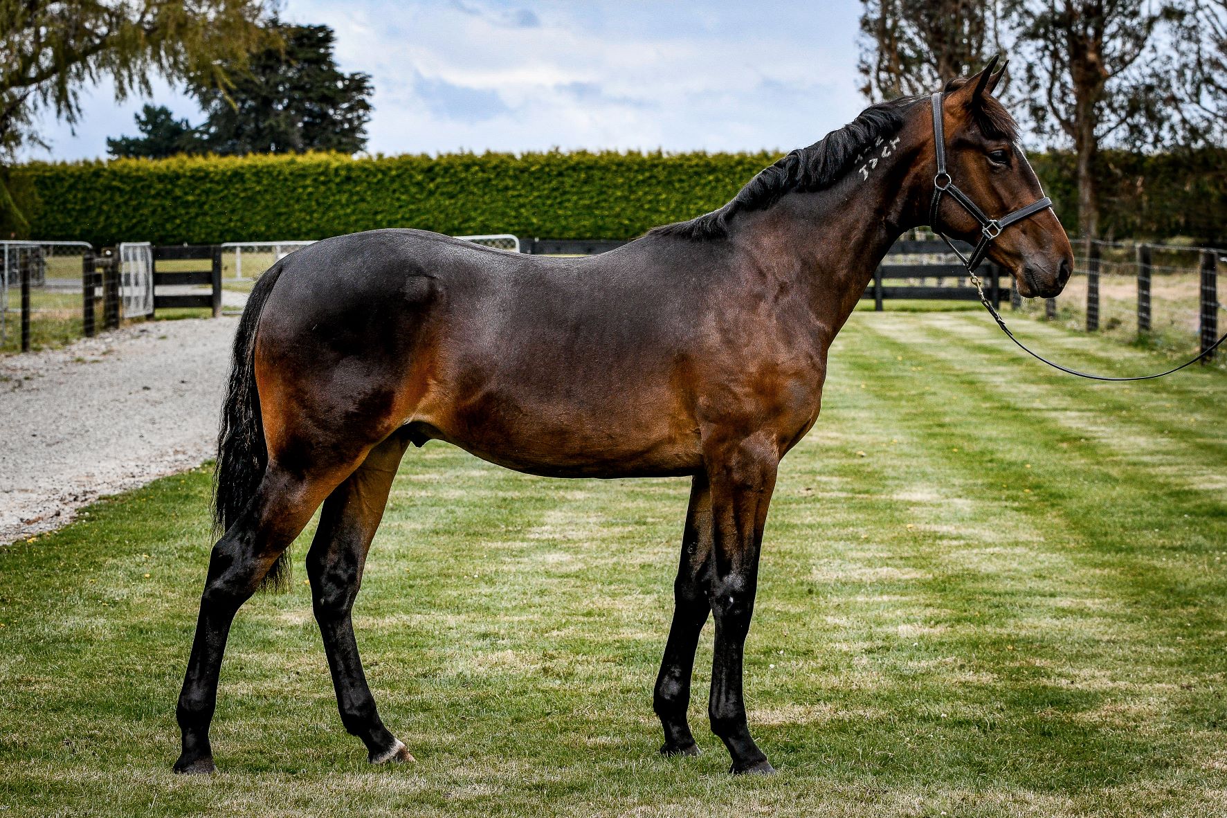 Kwic Draw | National Standardbred Yearling Sale, Christchurch | NZB ...