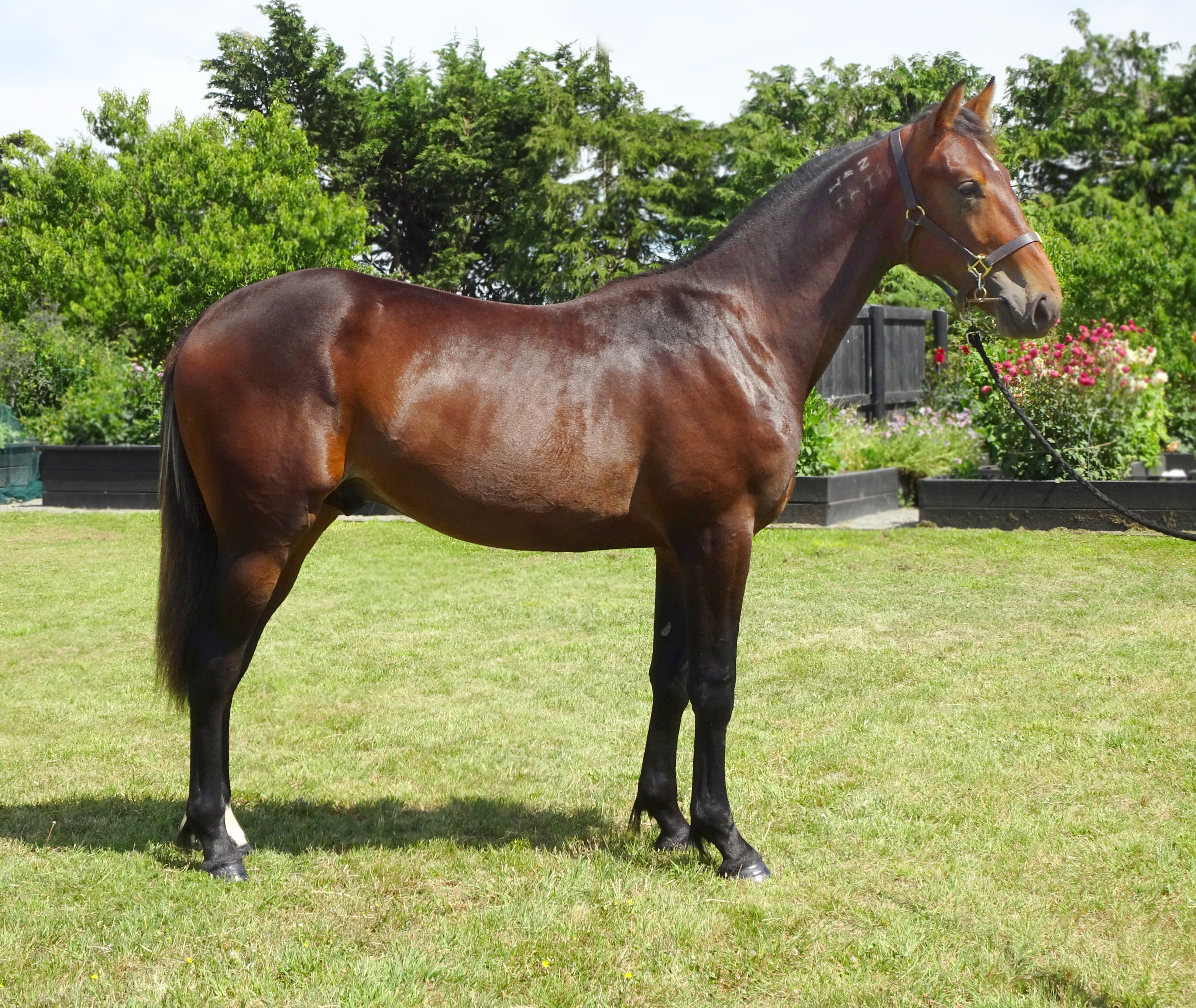 Tactical Bid | National Standardbred Yearling Sale, Christchurch | NZB ...