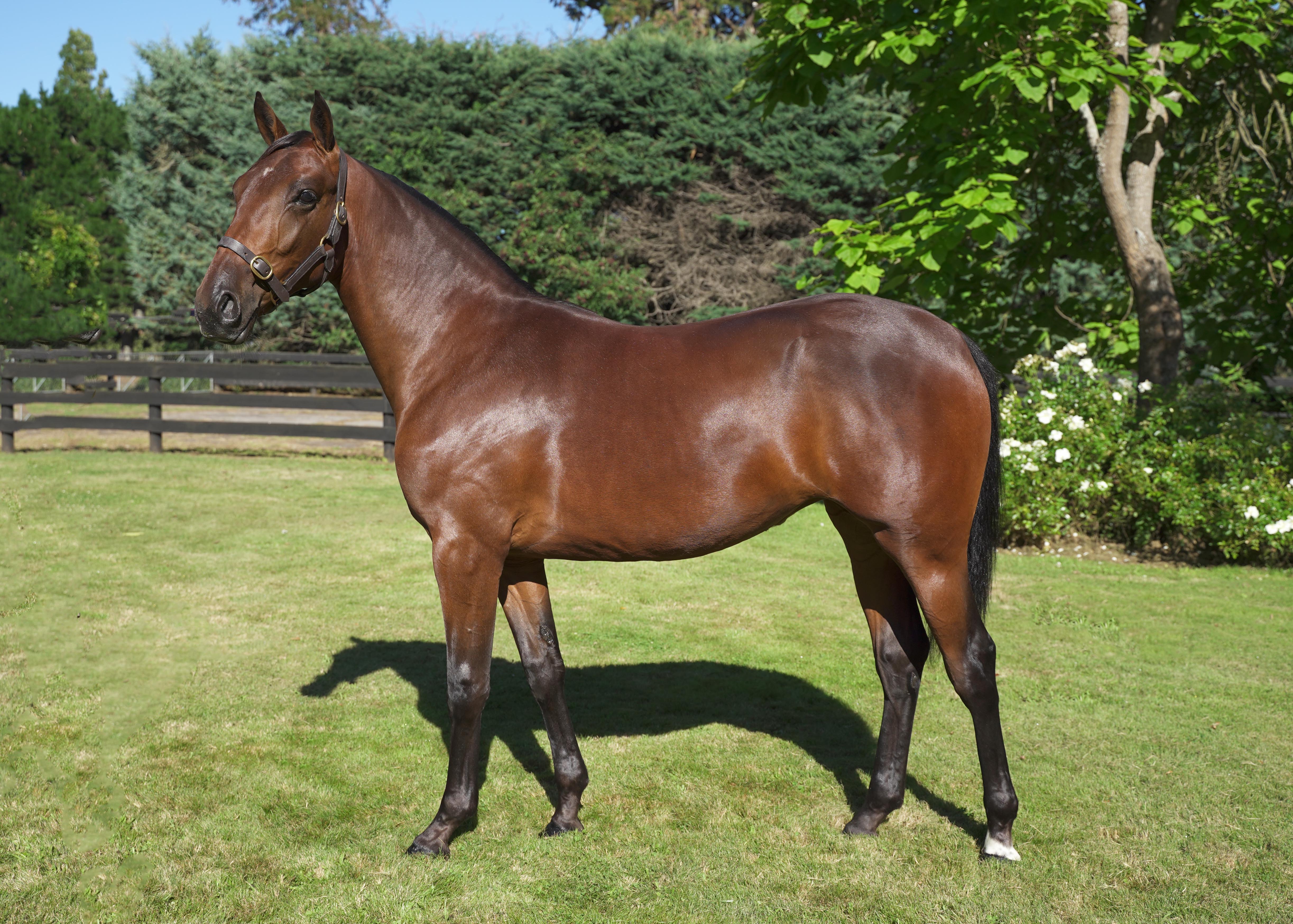 Trojan Princess | National Standardbred Yearling Sale, Christchurch ...