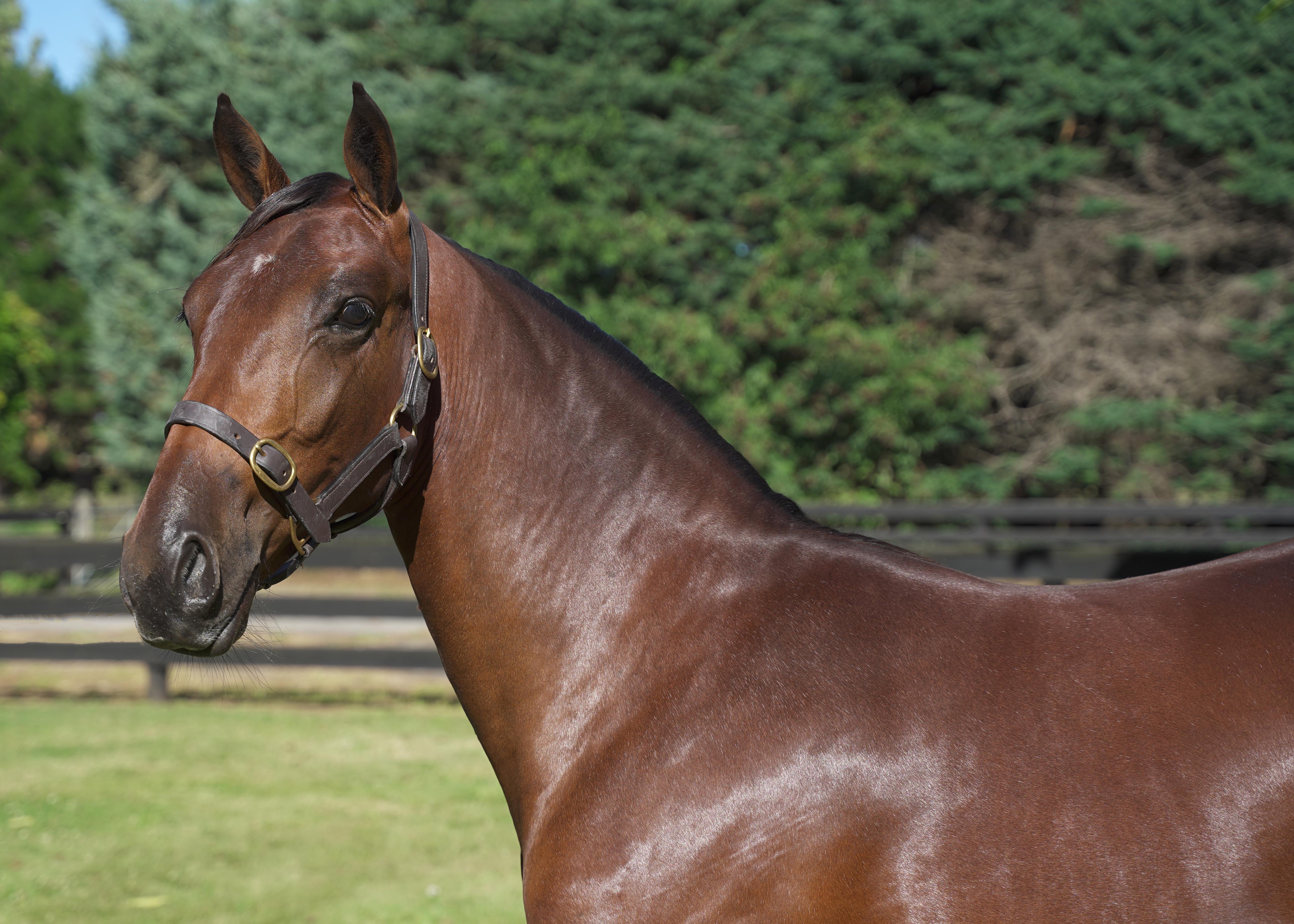 Trojan Princess | National Standardbred Yearling Sale, Christchurch ...