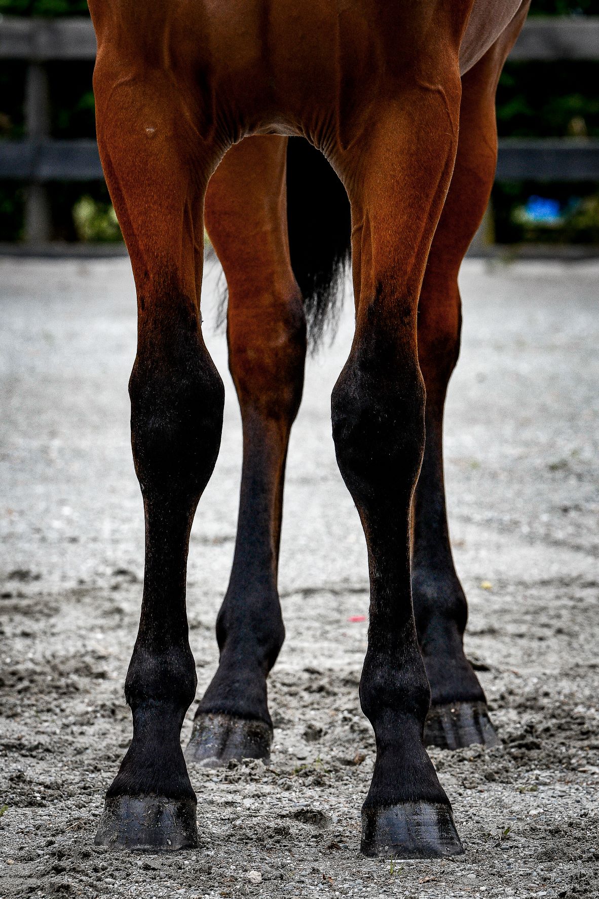 St John Eight | National Standardbred Yearling Sale, Christchurch | NZB ...