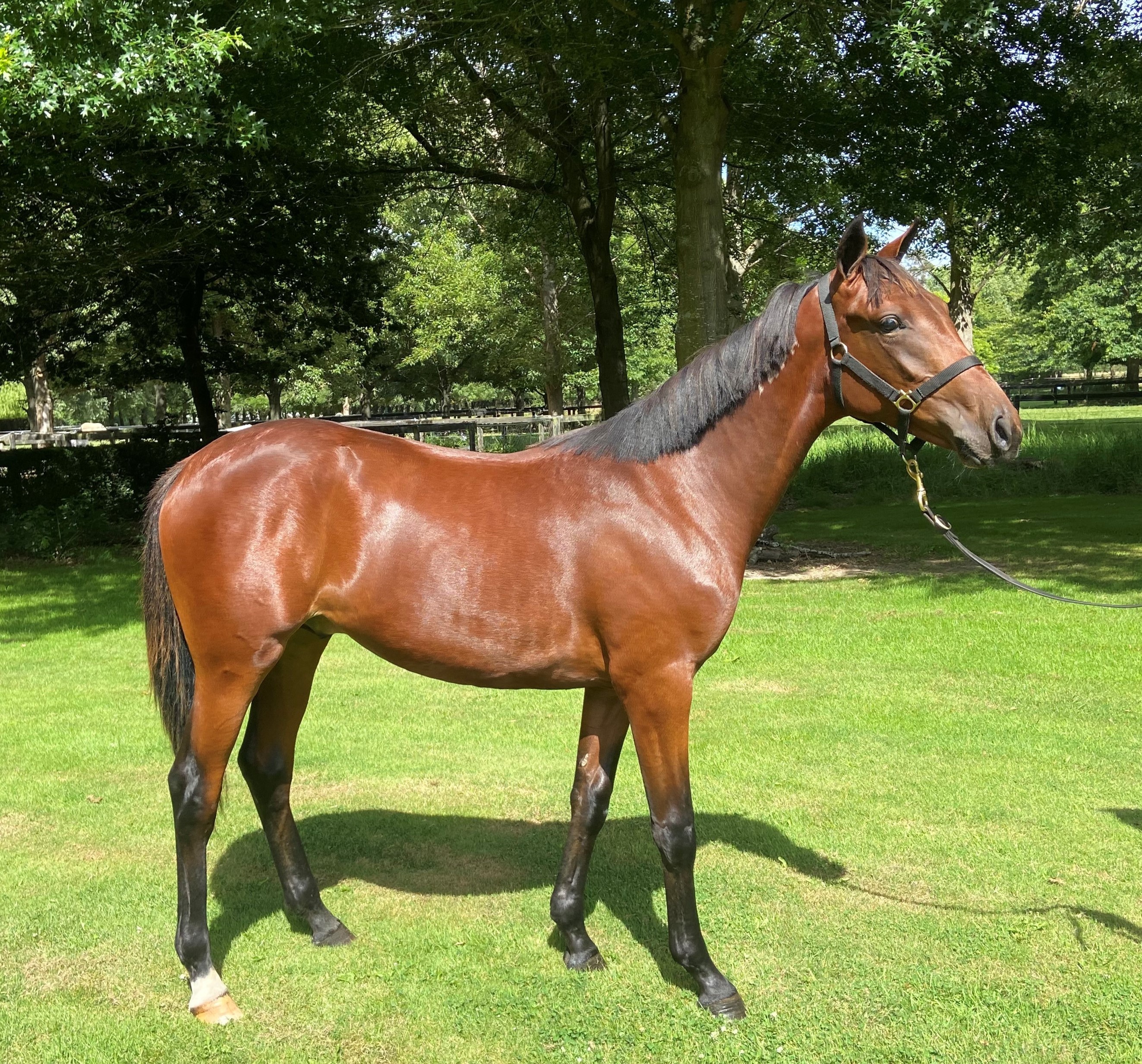 Minos | National Standardbred Yearling Sale, Christchurch | NZB ...