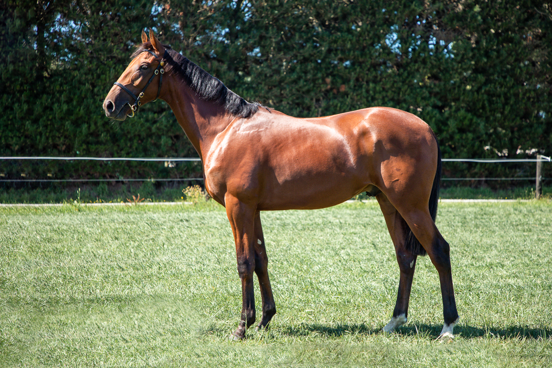 Always A Porsche | National Standardbred Yearling Sale, Christchurch ...