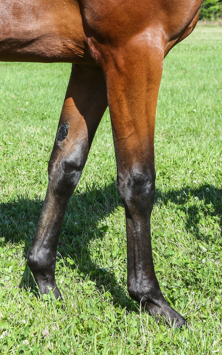 Gati | National Standardbred Yearling Sale, Christchurch | NZB ...