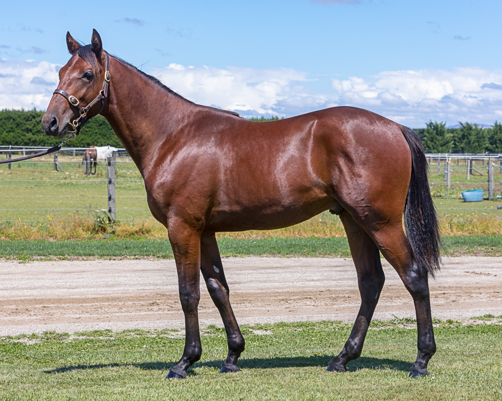 Dontletfearstopya | National Standardbred Yearling Sale, Christchurch ...