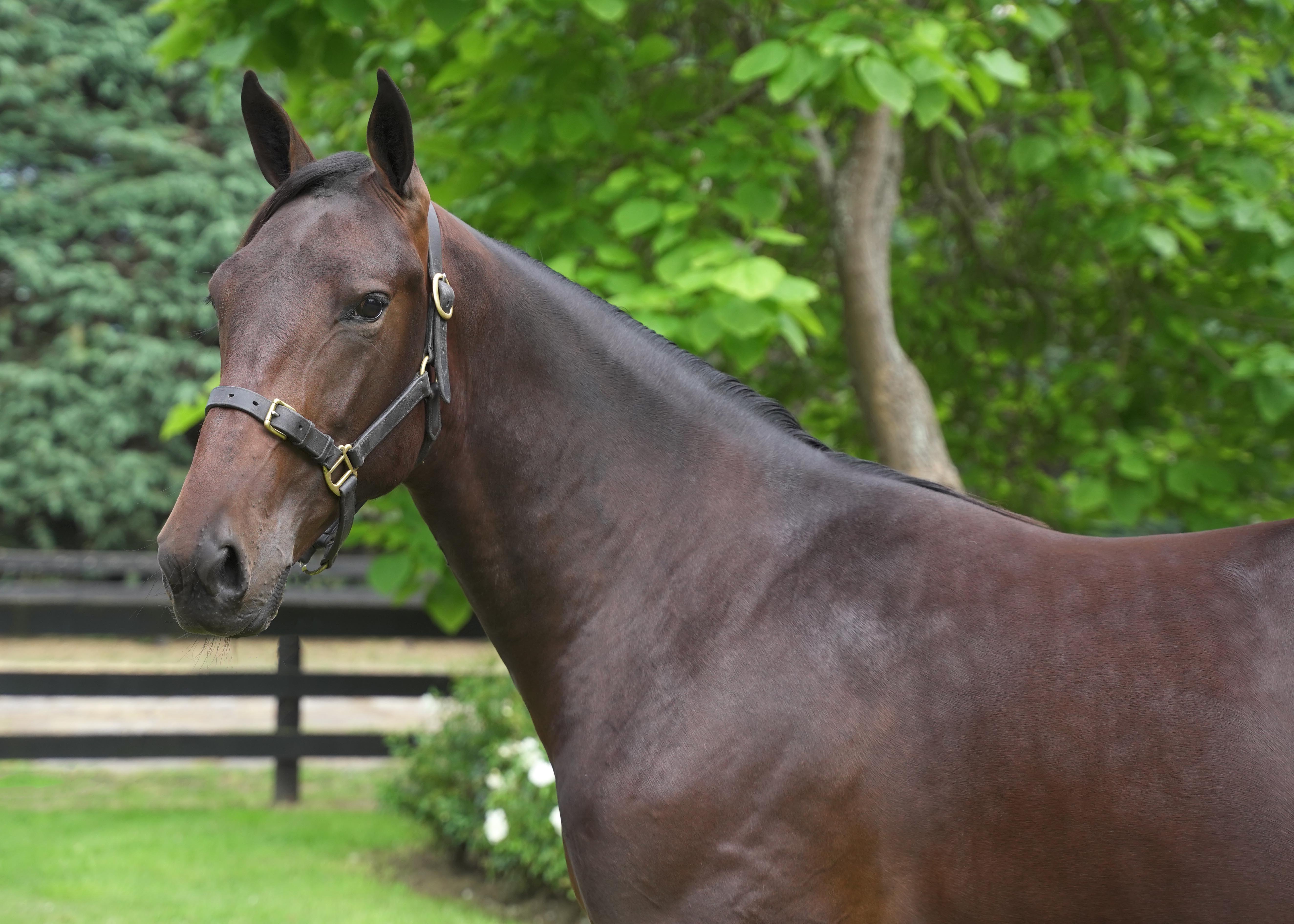 Commander Joe | National Standardbred Yearling Sale, Christchurch | NZB ...