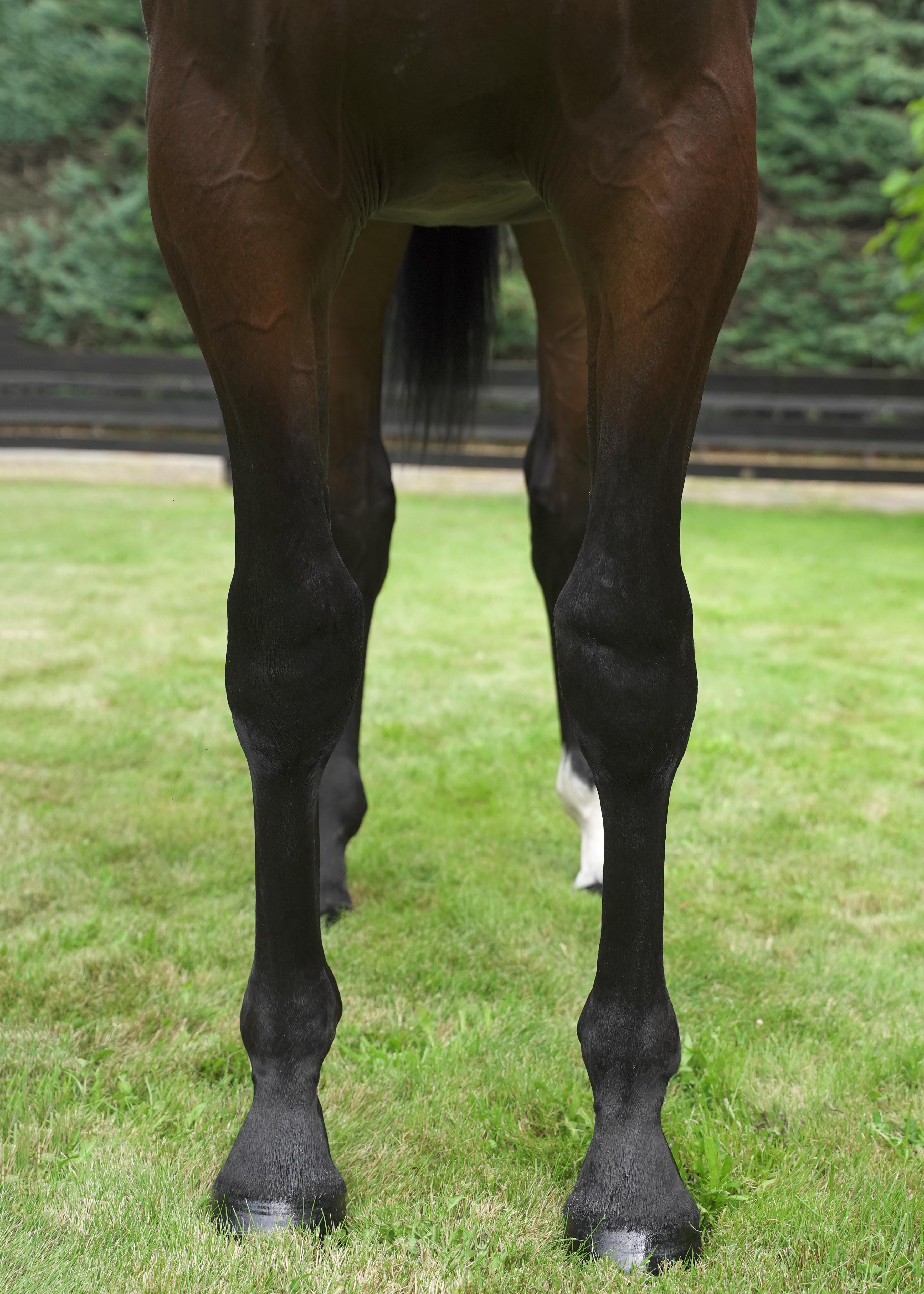 Commander Joe | National Standardbred Yearling Sale, Christchurch | NZB ...
