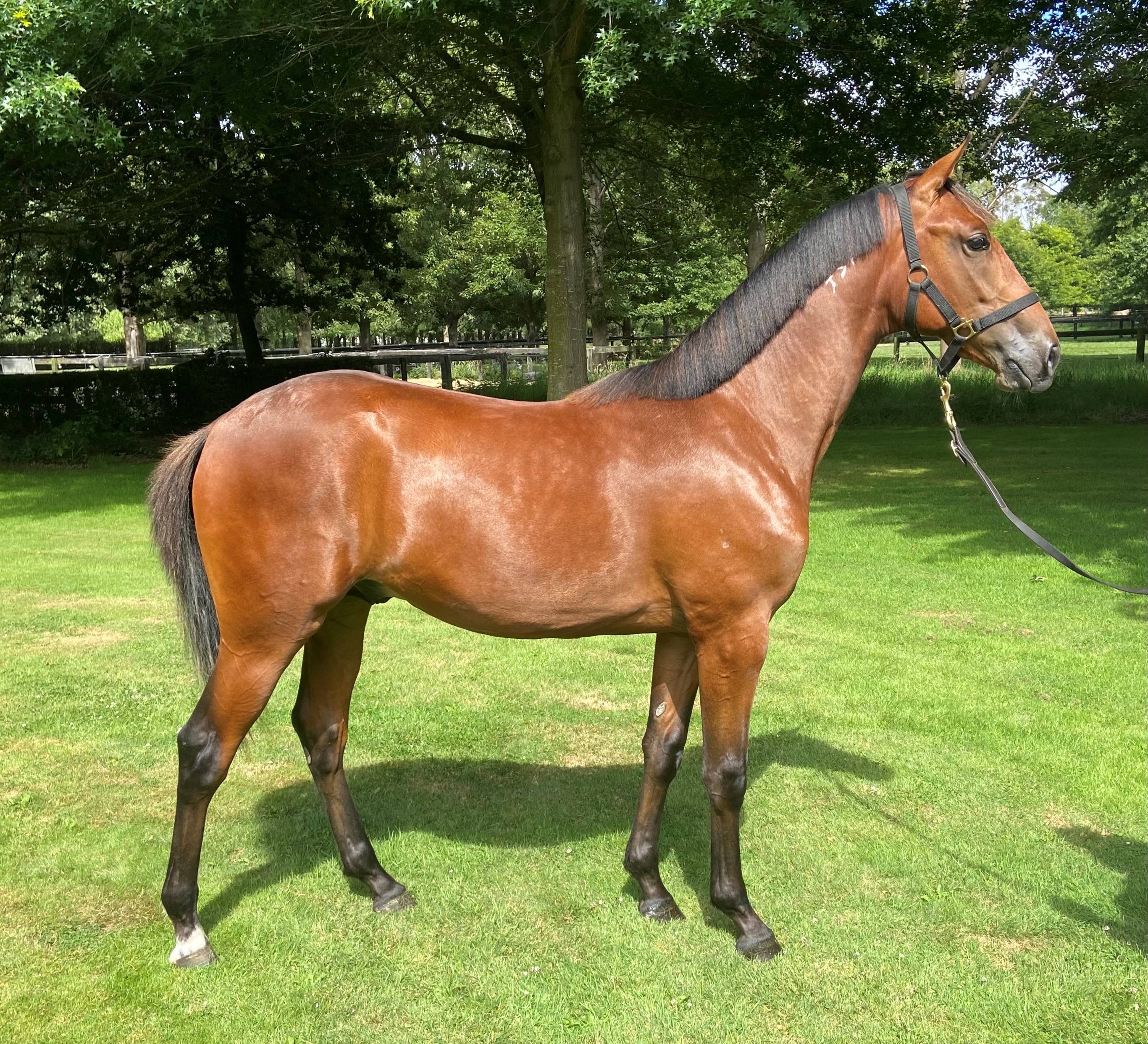Dashing | National Standardbred Yearling Sale, Christchurch | NZB ...