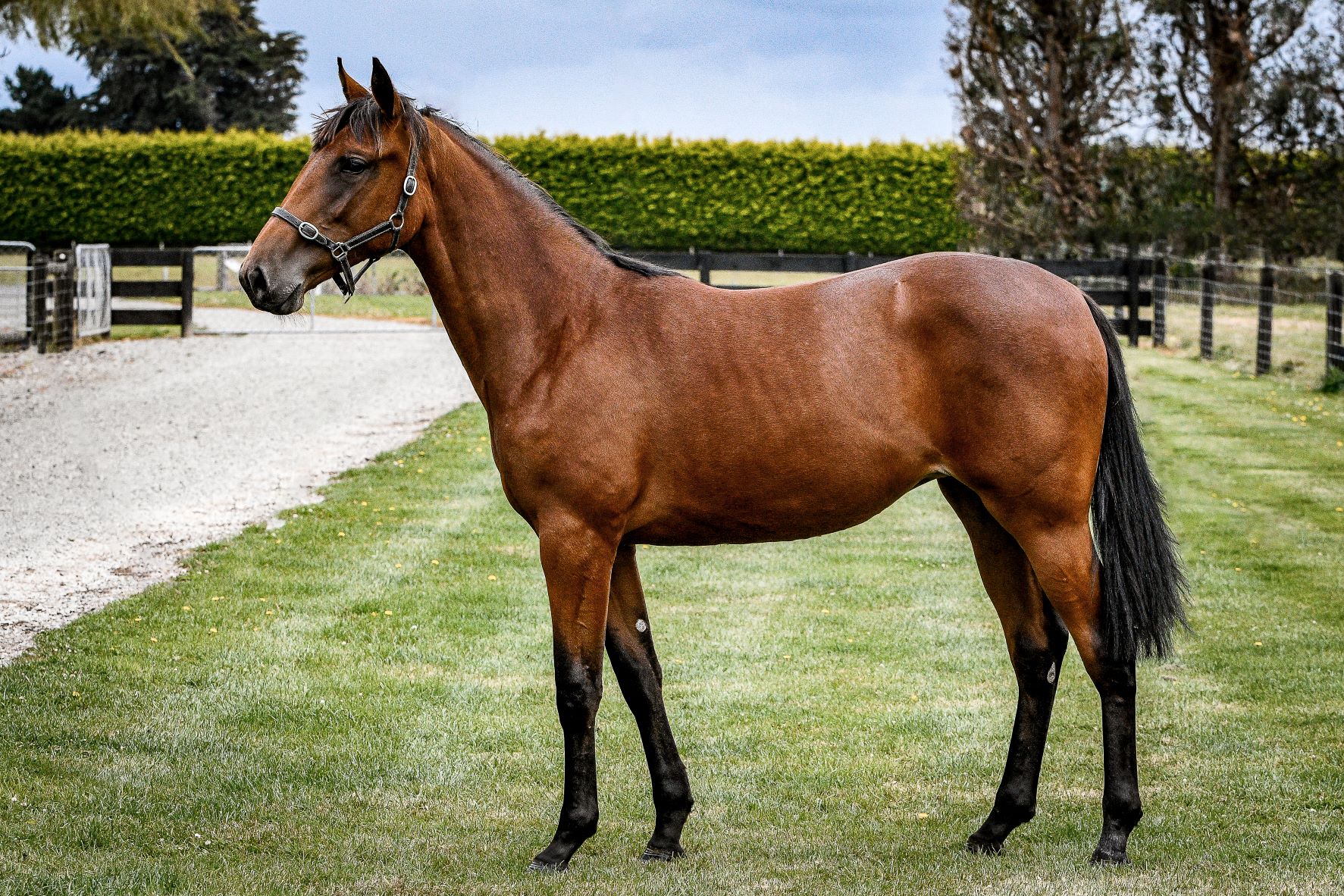 Diamond Miki | National Standardbred Yearling Sale, Christchurch | NZB ...