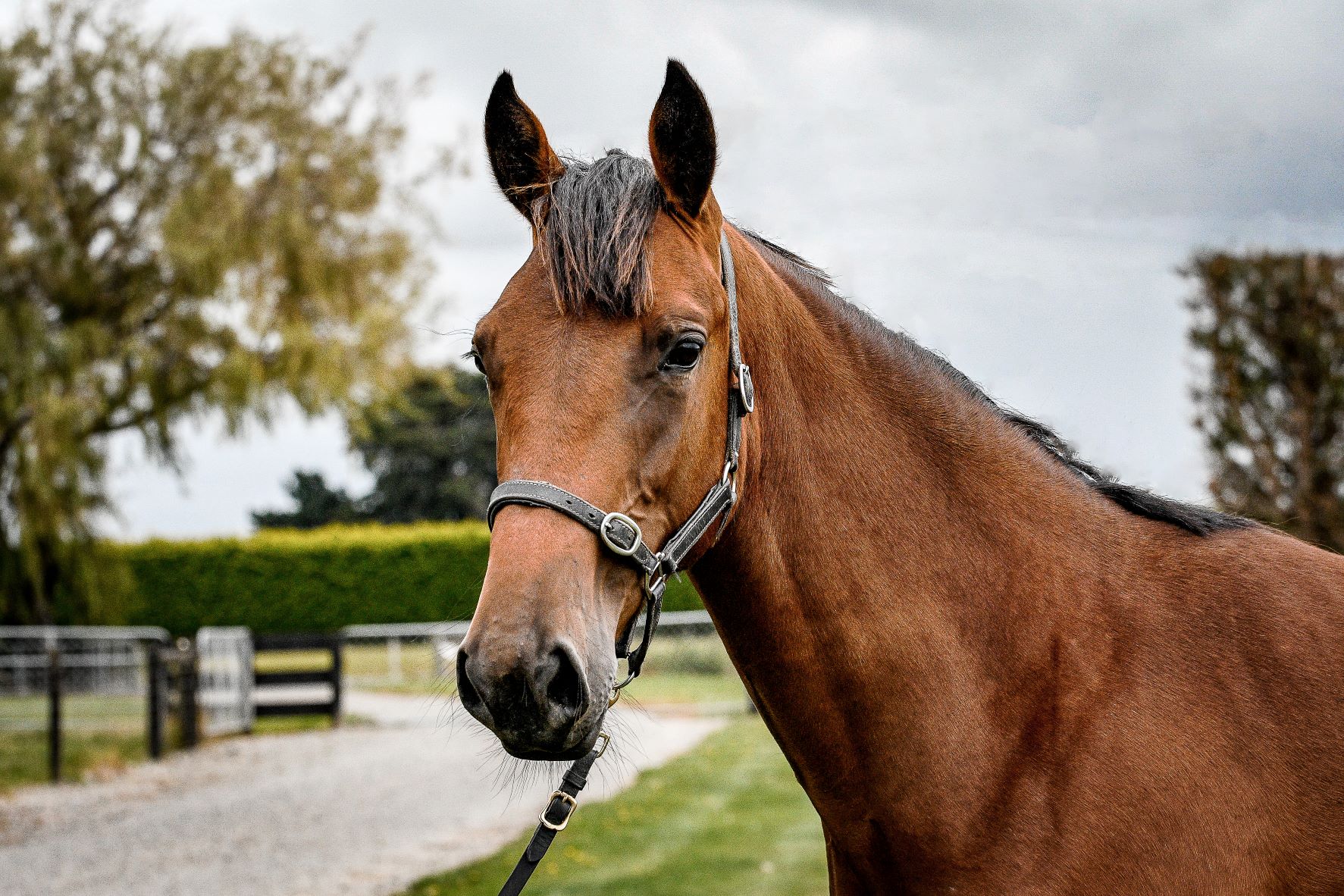 Diamond Miki | National Standardbred Yearling Sale, Christchurch | NZB ...